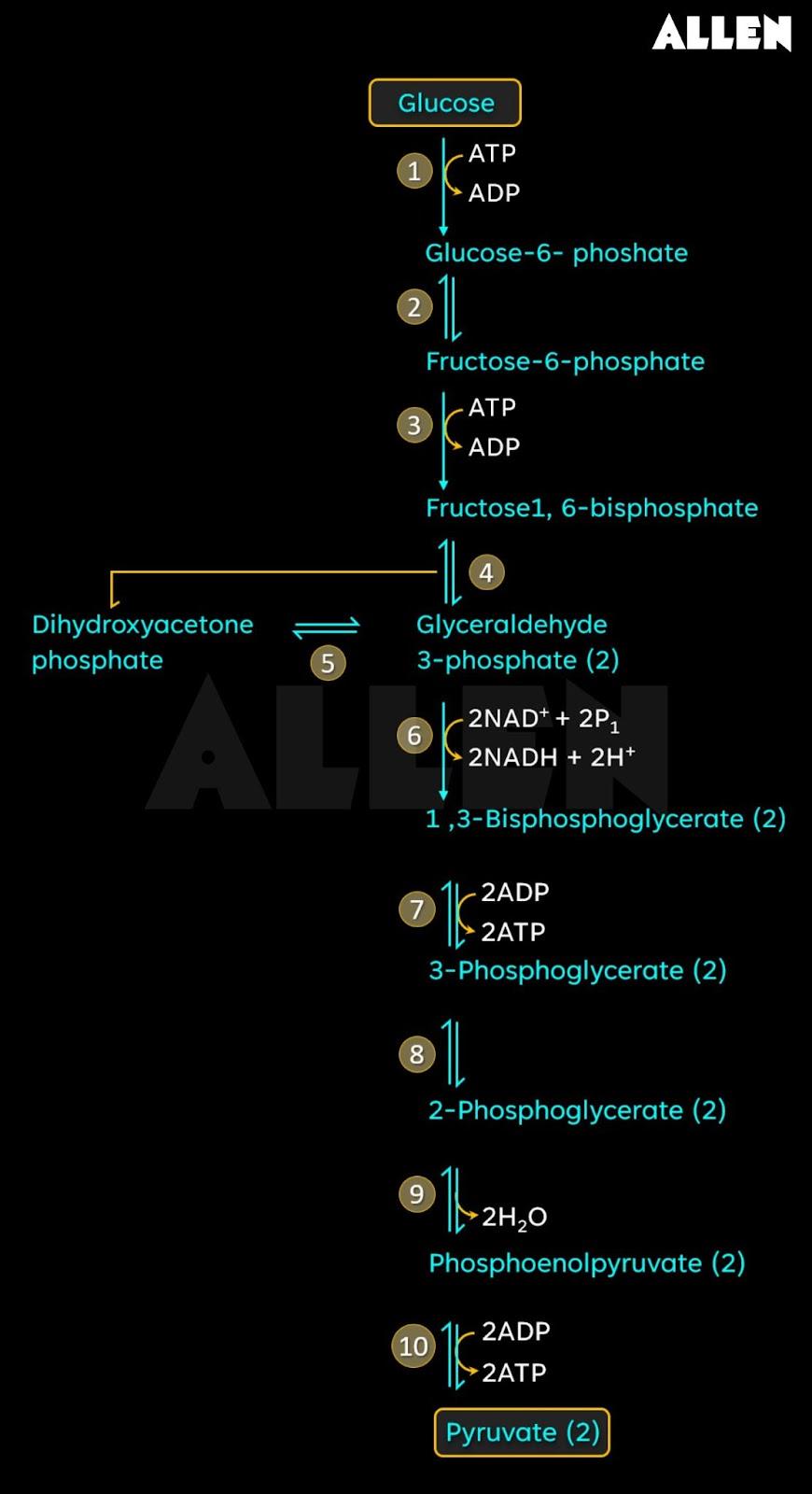 EMP pathway: Steps, Diagram and Significance