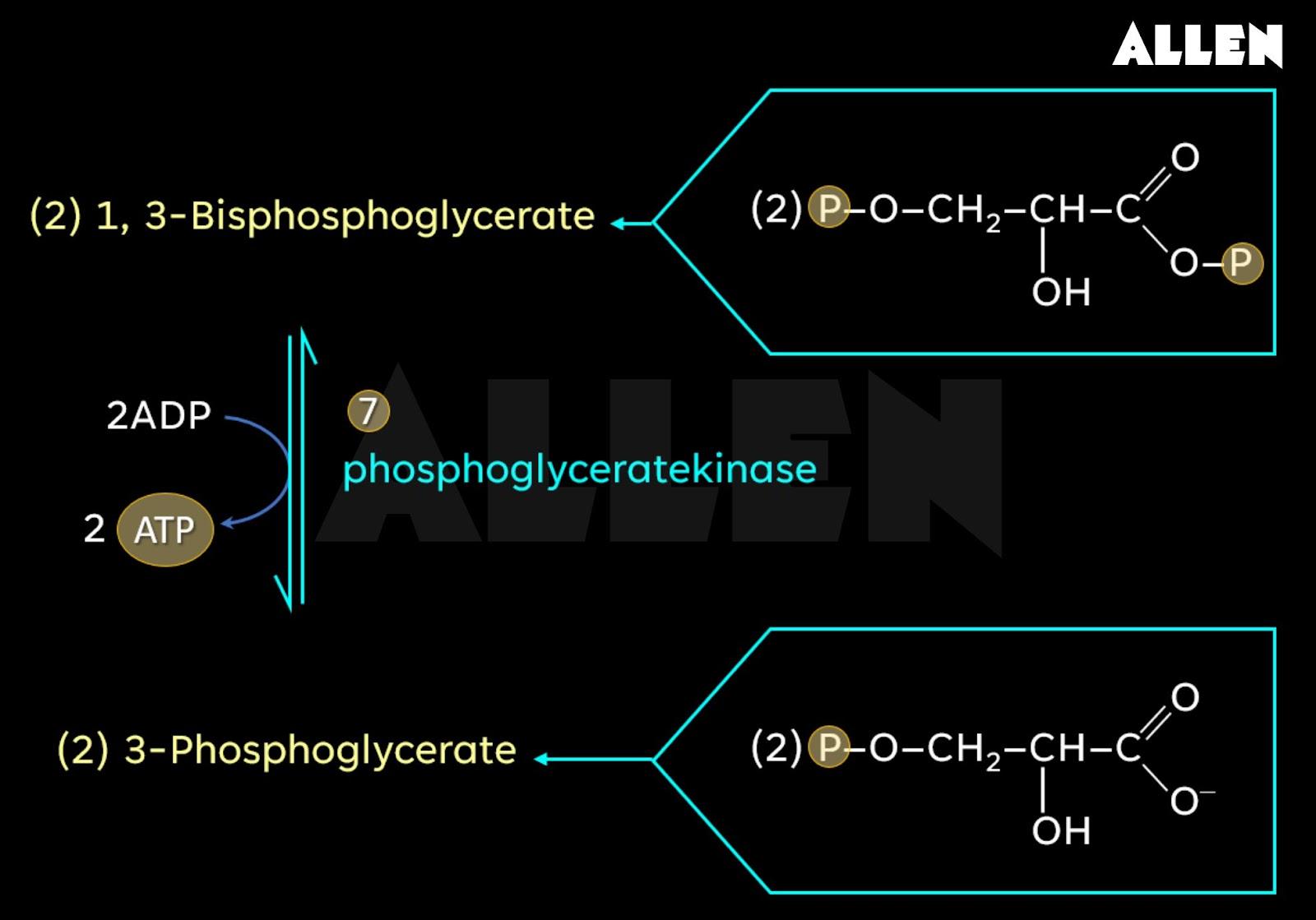 EMP pathway: Steps, Diagram and Significance