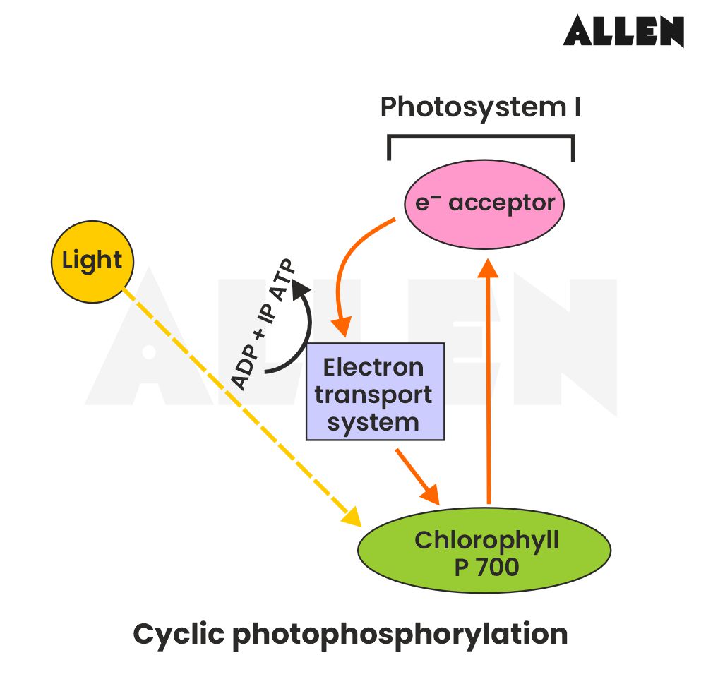 Photosynthesis in Higher Plants: Chlorophyll, C4 Pathway and factors