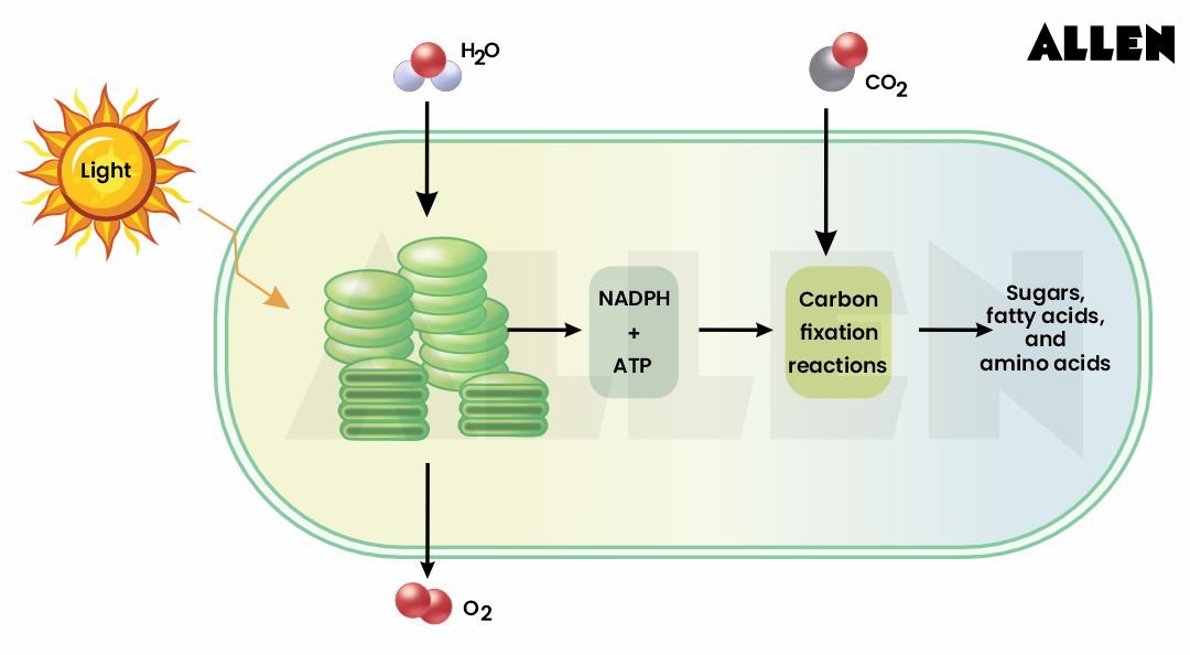 Photosynthesis in Higher Plants: Chlorophyll, C4 Pathway and factors