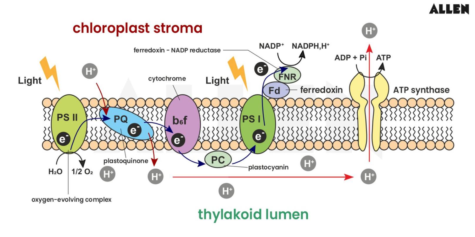 Photosynthesis in Higher Plants: Chlorophyll, C4 Pathway and factors