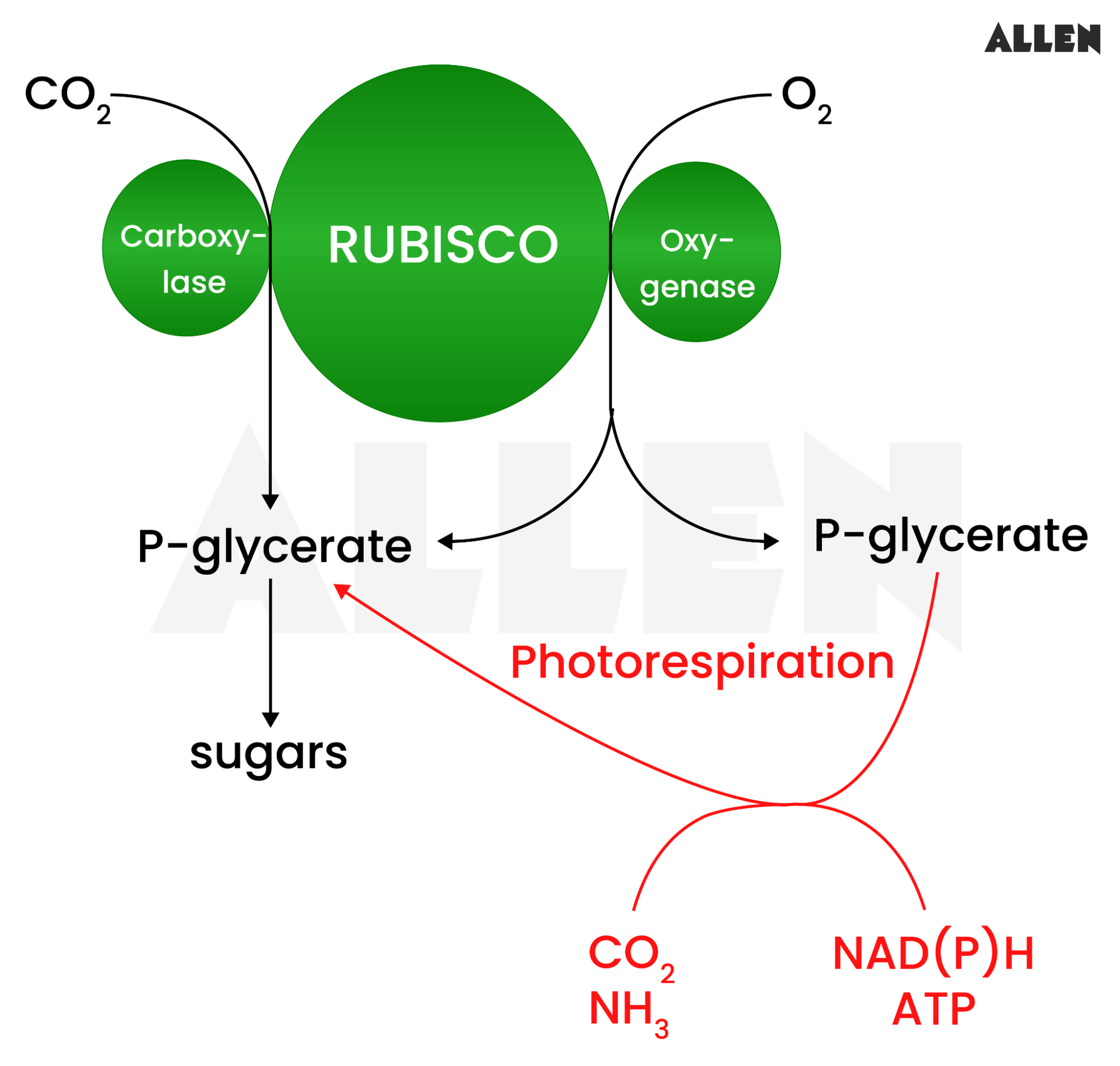 Photosynthesis in Higher Plants: Chlorophyll, C4 Pathway and factors