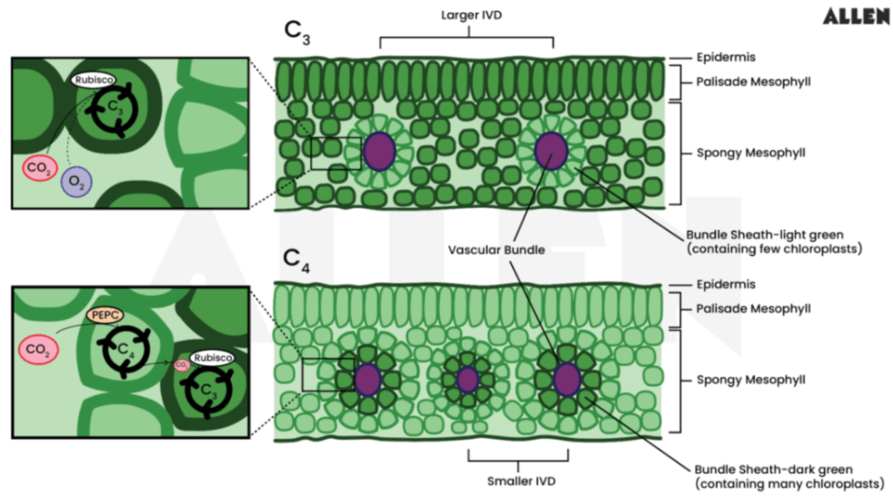 Photosynthesis in Higher Plants: Chlorophyll, C4 Pathway and factors