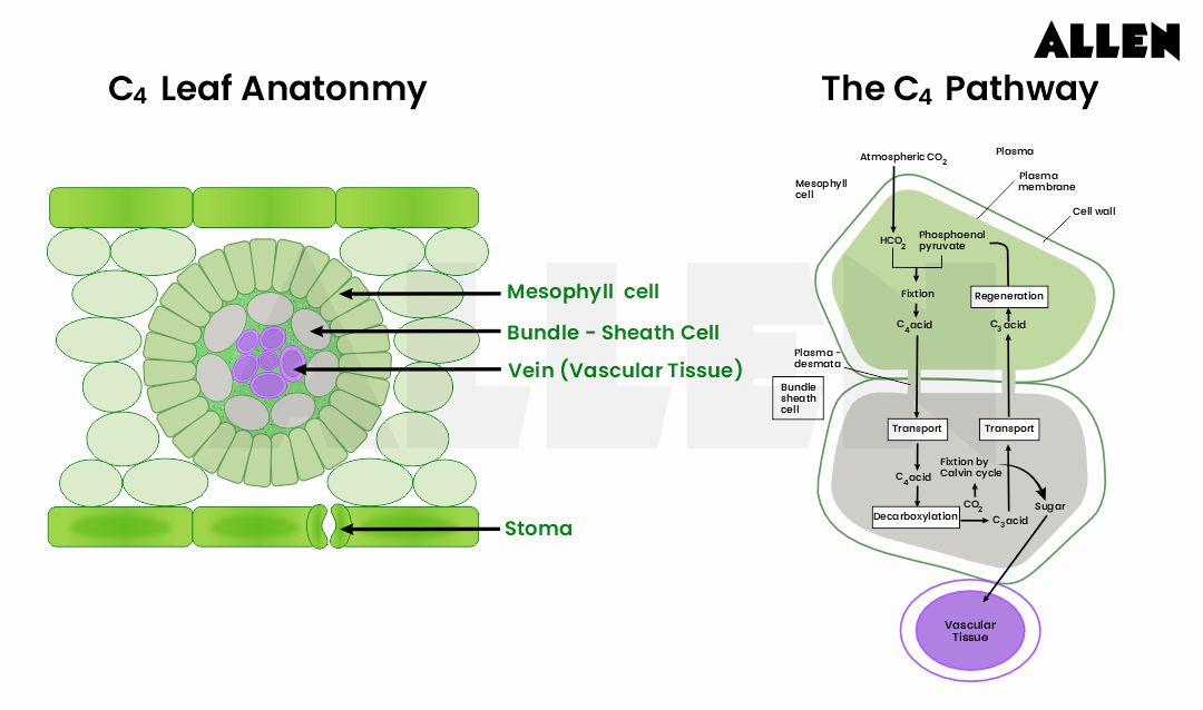 Photosynthesis in Higher Plants: Chlorophyll, C4 Pathway and factors