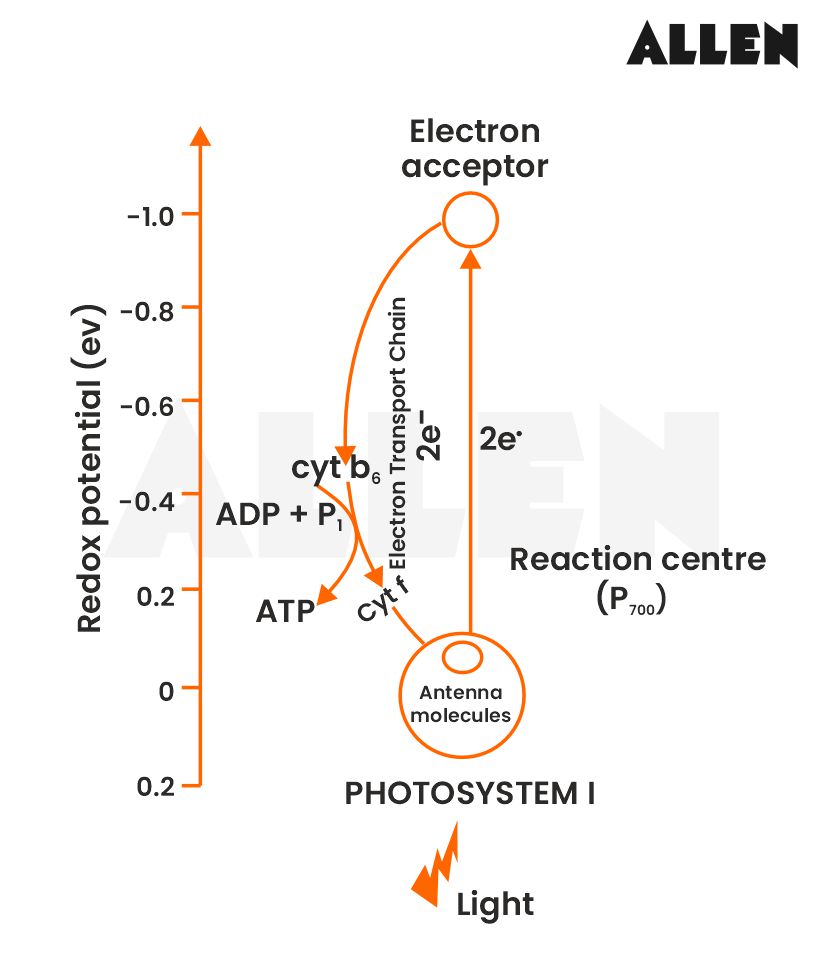 Photosynthesis in Higher Plants: Chlorophyll, C4 Pathway and factors
