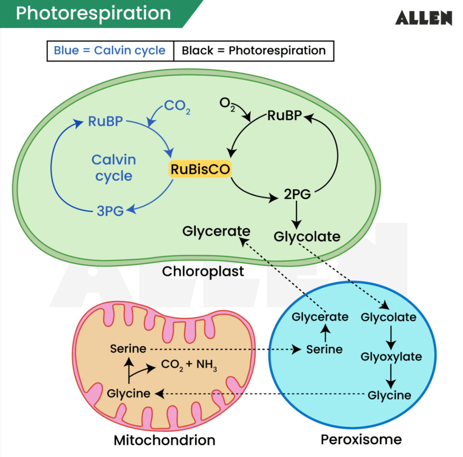 Photosynthesis in Higher Plants: Chlorophyll, C4 Pathway and factors