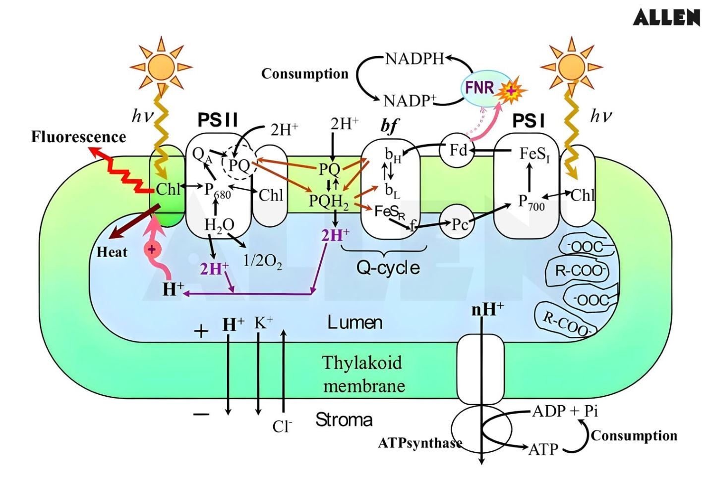 Photosynthesis in Higher Plants: Chlorophyll, C4 Pathway and factors