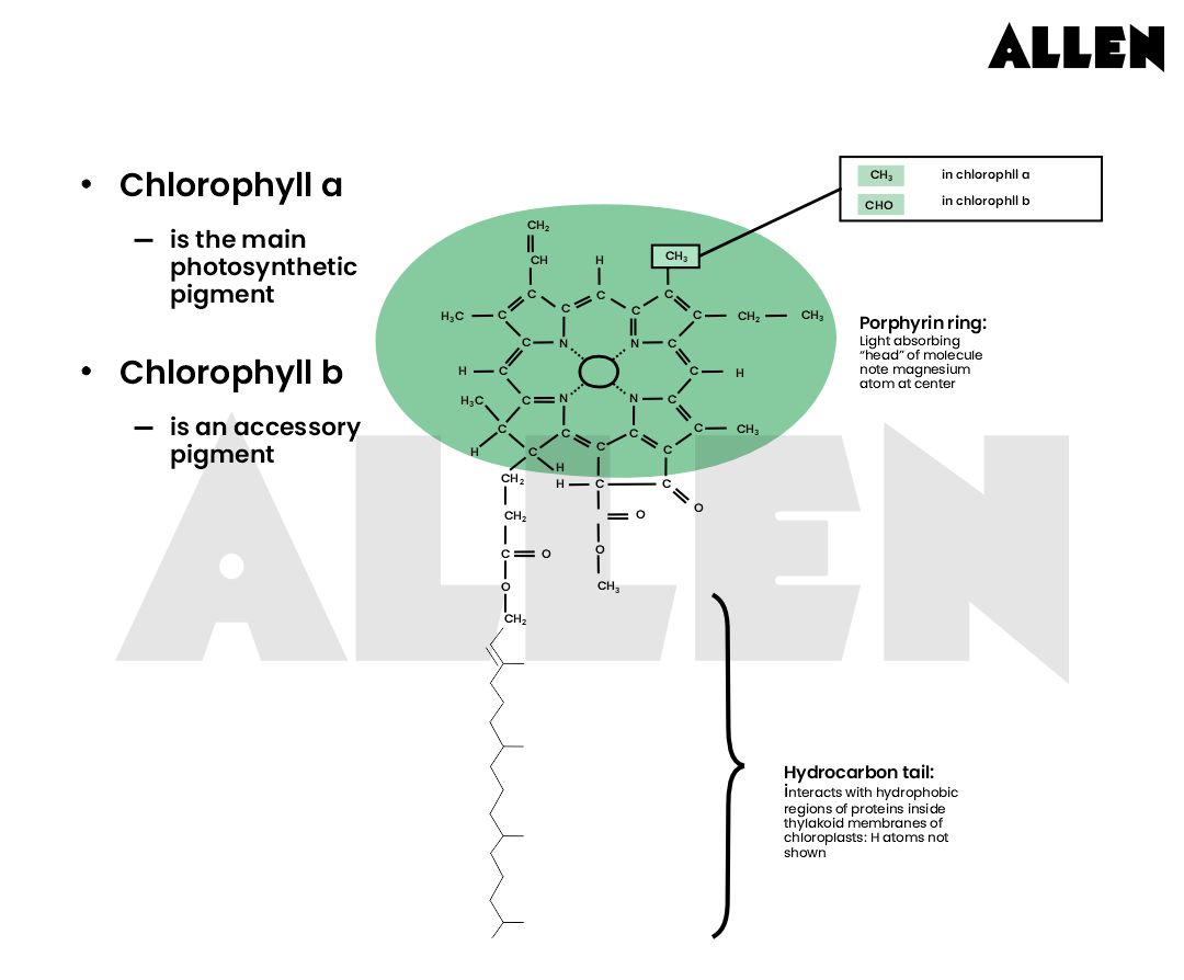 Photosynthesis in Higher Plants: Chlorophyll, C4 Pathway and factors