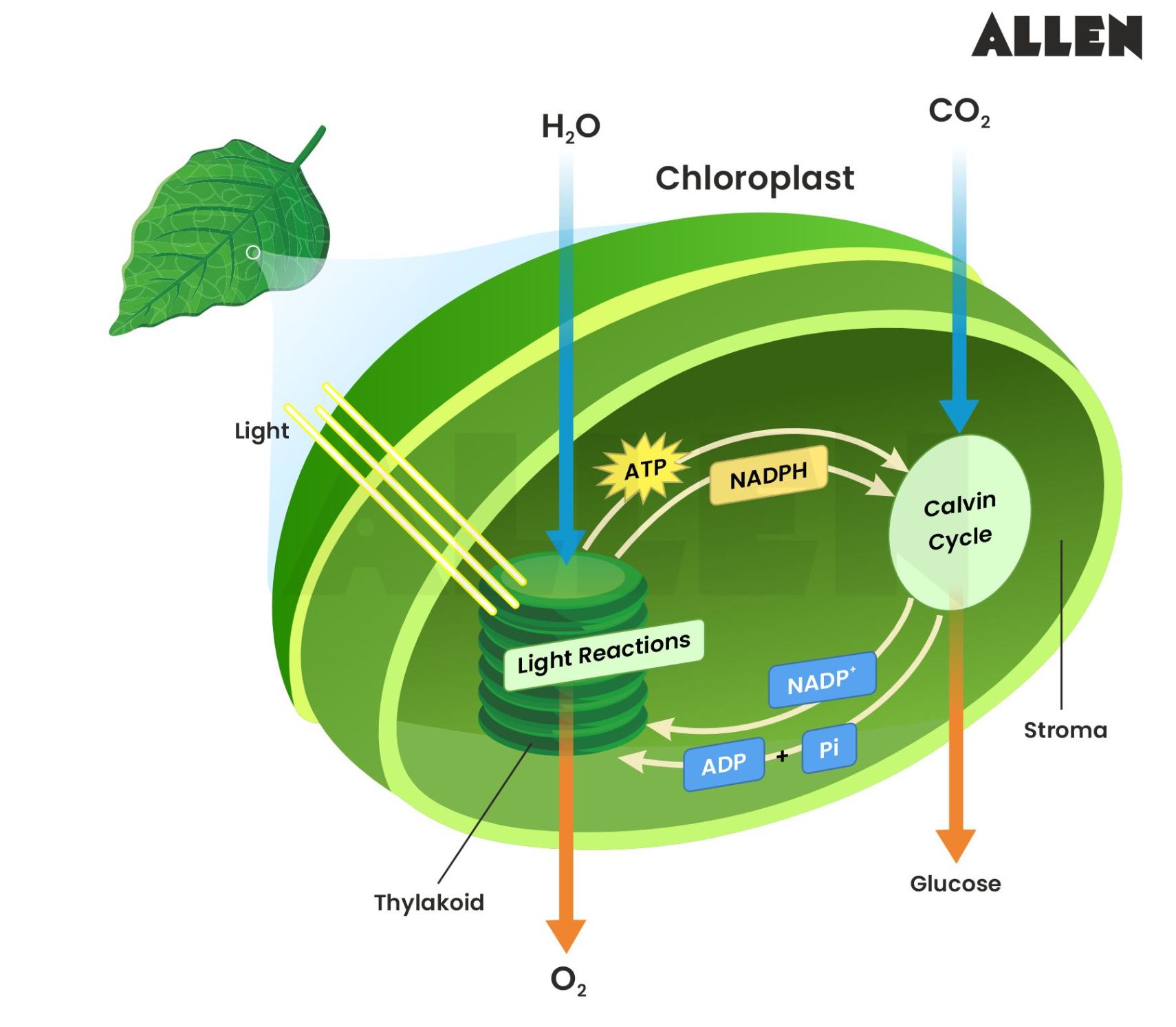 Photosynthesis in Higher Plants: Chlorophyll, C4 Pathway and factors