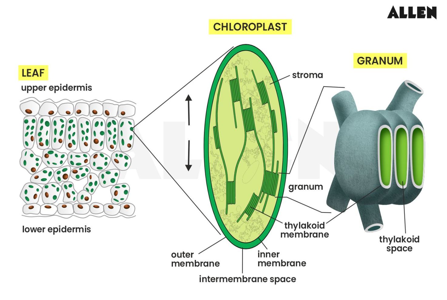 Photosynthesis in Higher Plants: Chlorophyll, C4 Pathway and factors