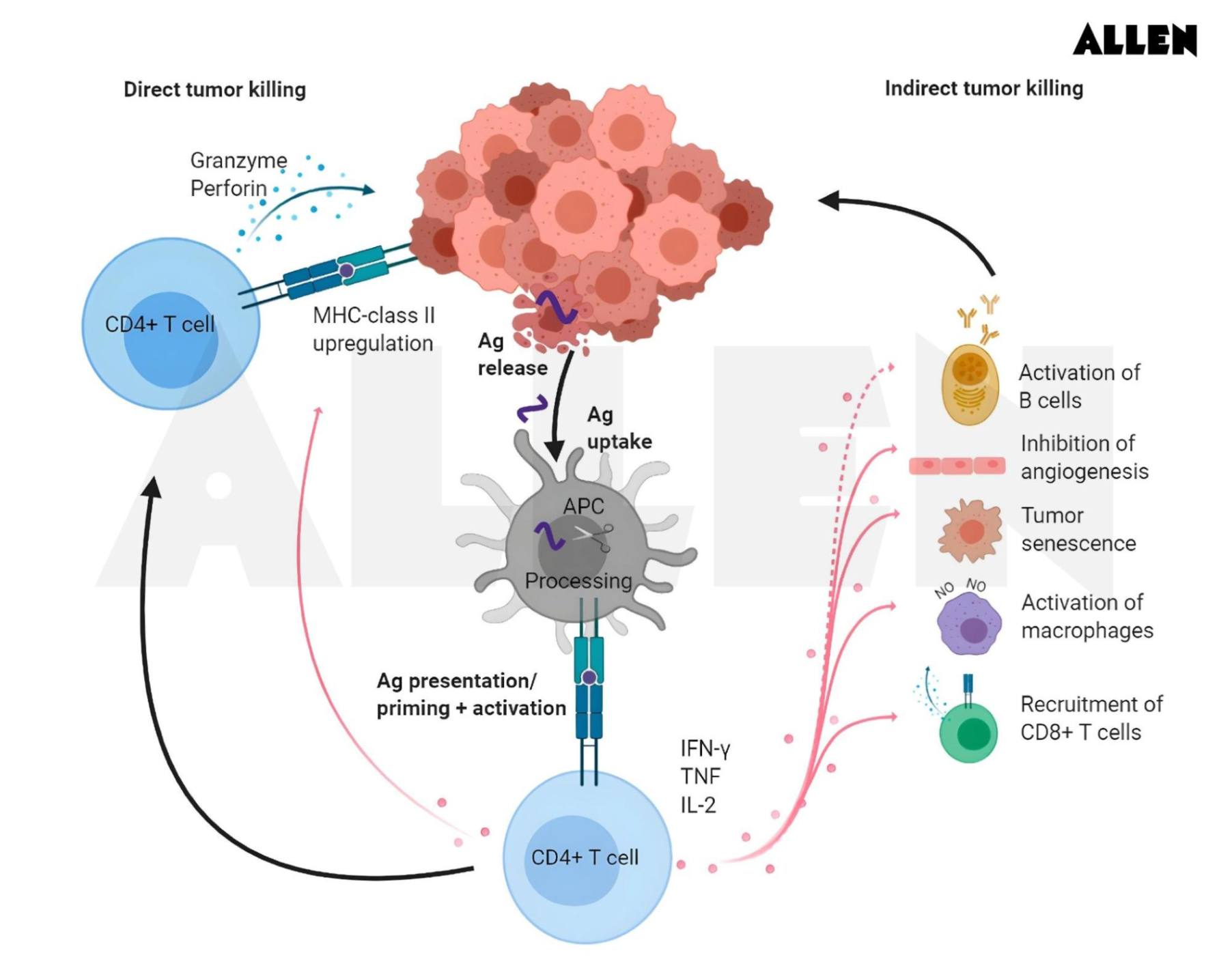CD4 Cells introduction: Function, Types, Memory