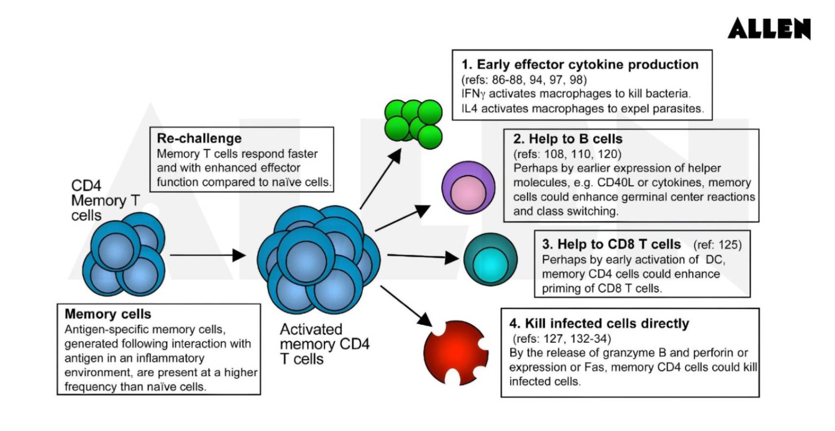CD4 Cells introduction: Function, Types, Memory