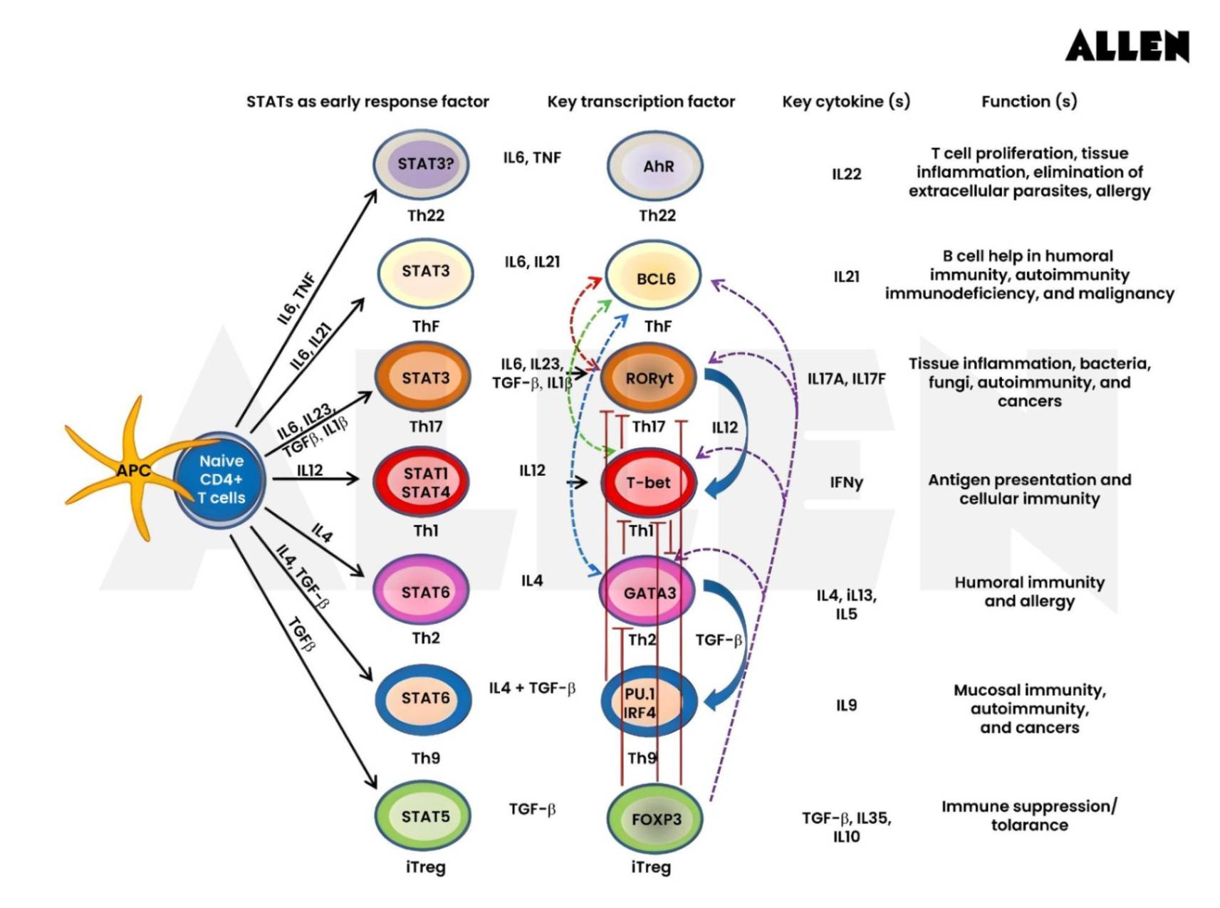 CD4 Cells introduction: Function, Types, Memory
