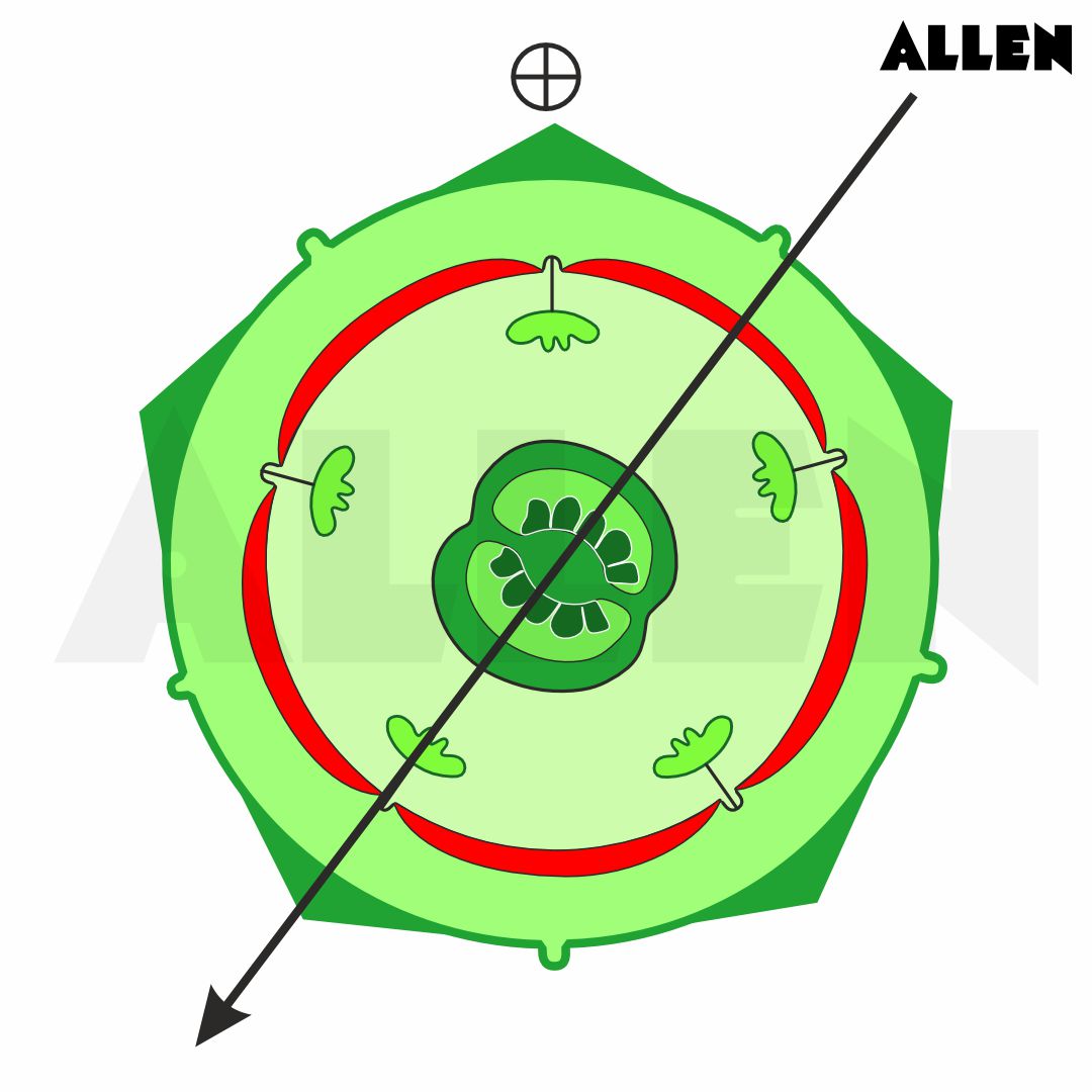 Floral Formula: Definition, Construction & Parts of Flower