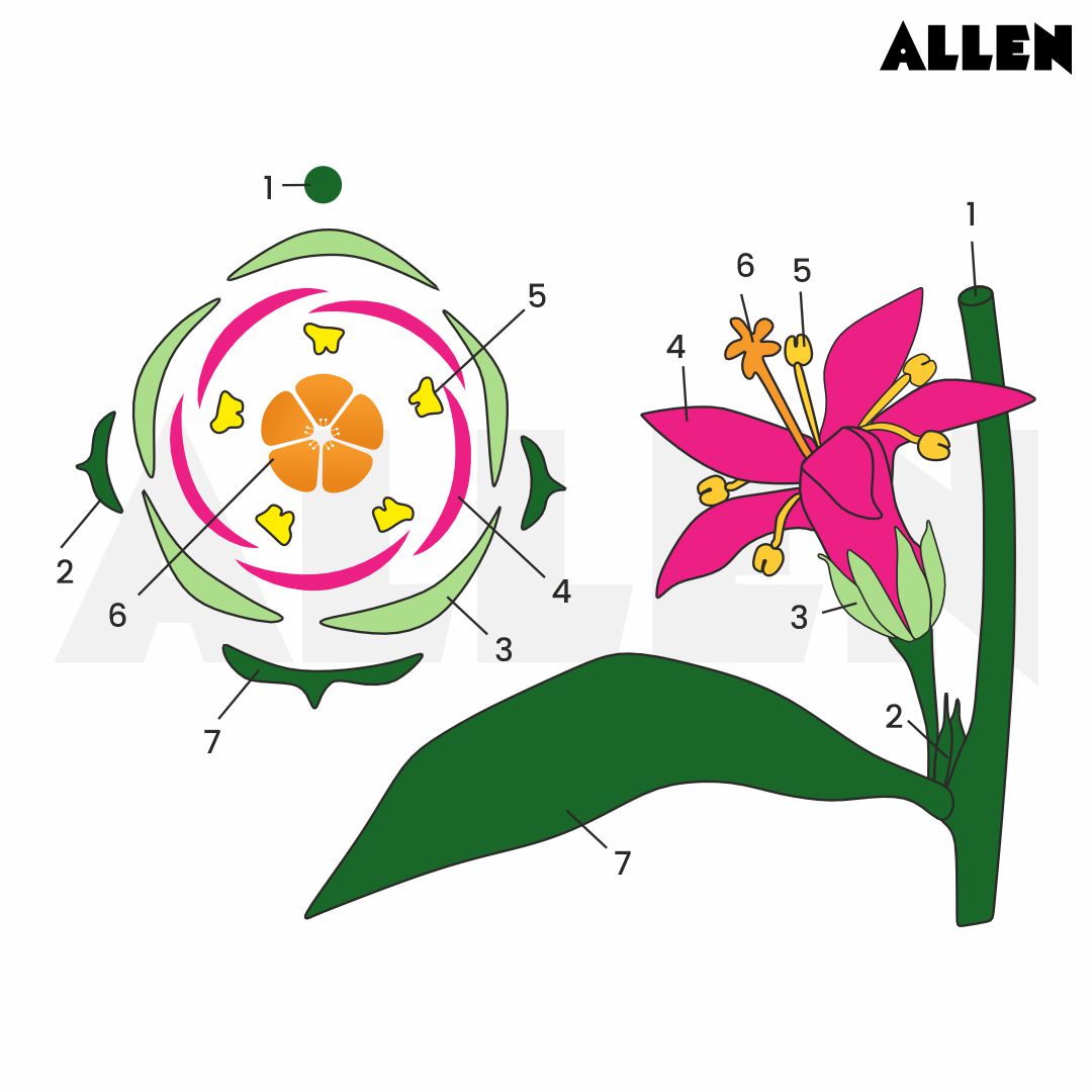 Floral Formula: Definition, Construction & Parts of Flower