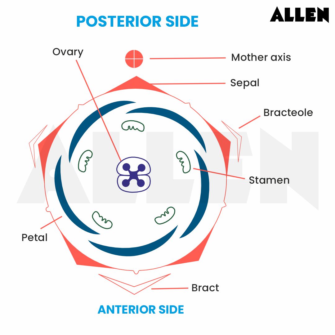 Floral Formula: Definition, Construction & Parts of Flower