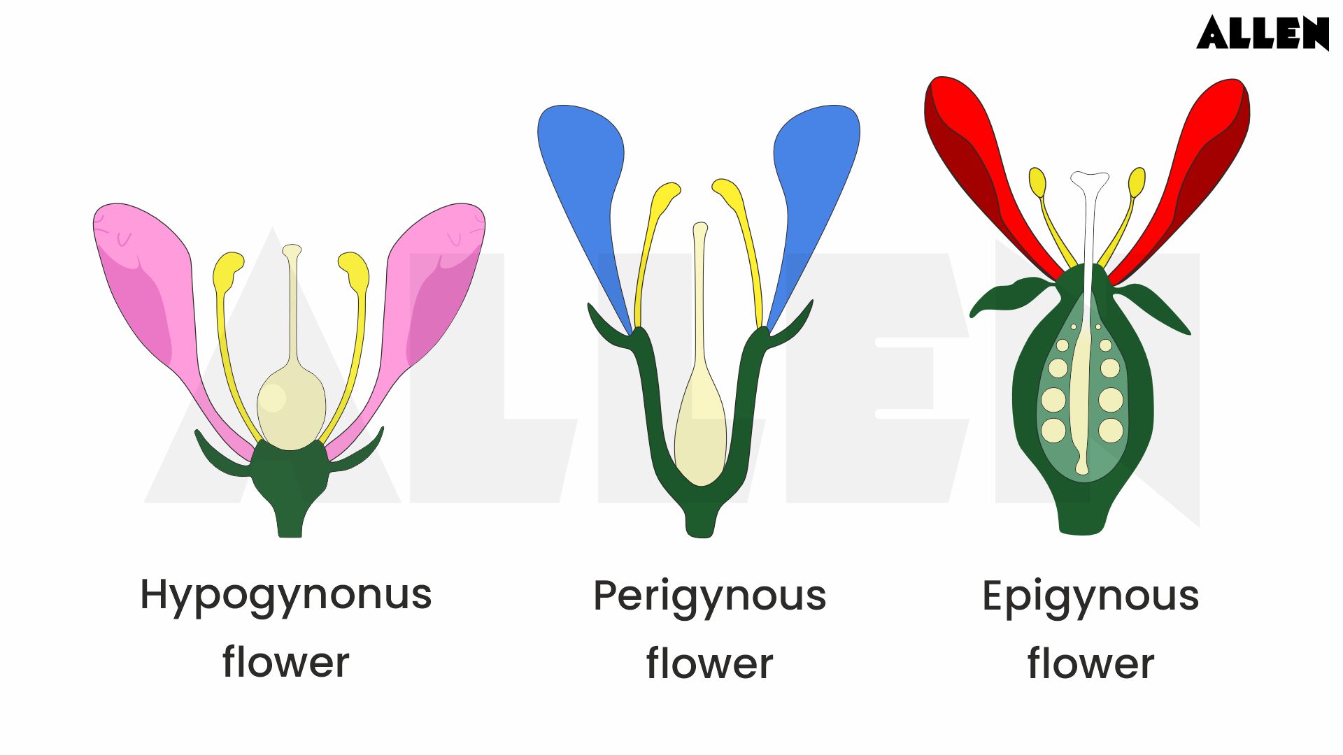 Floral Formula: Definition, Construction & Parts of Flower
