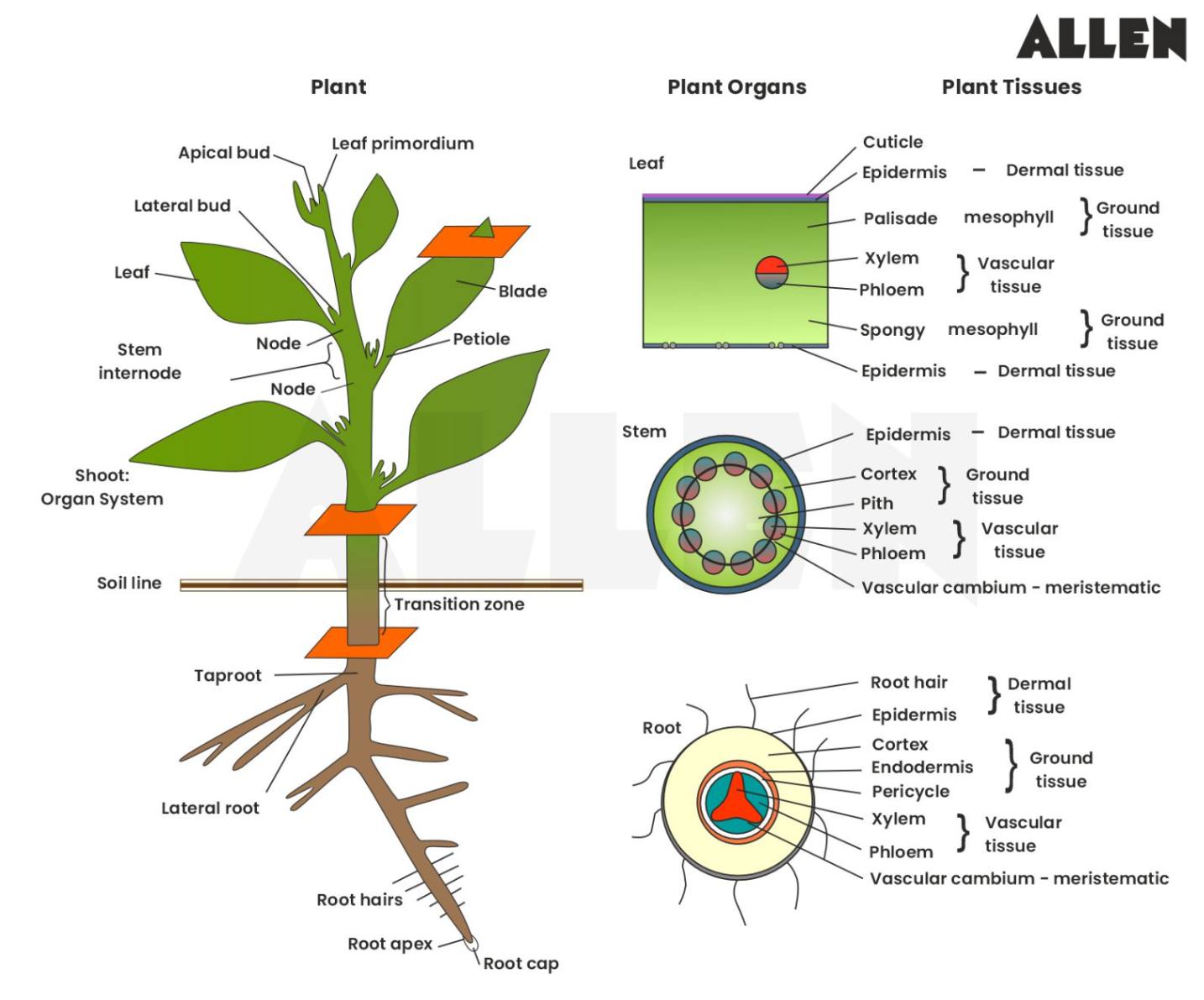 What is Parenchyma: Types, Tissues, Structure & Functions