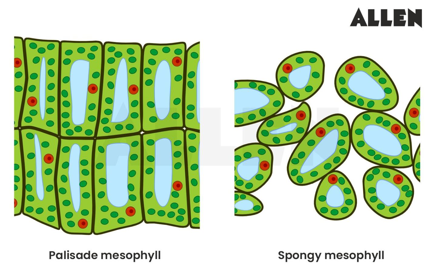 What is Parenchyma: Types, Tissues, Structure & Functions