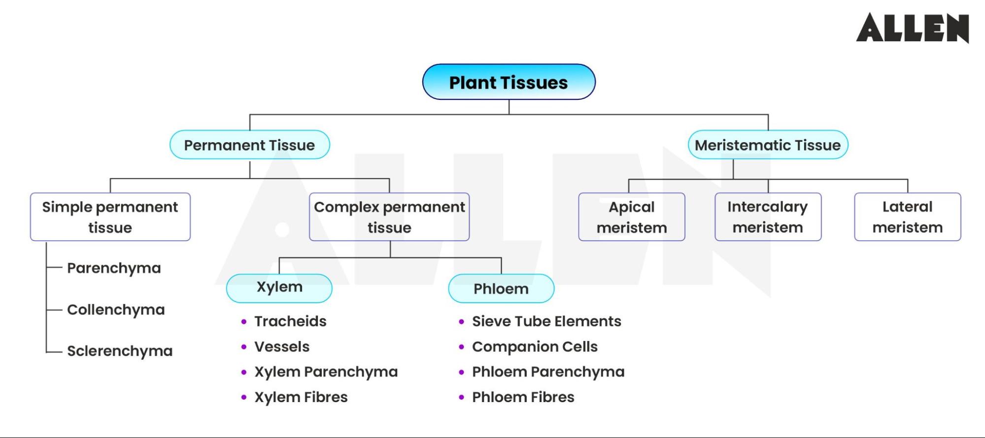 What is Parenchyma: Types, Tissues, Structure & Functions
