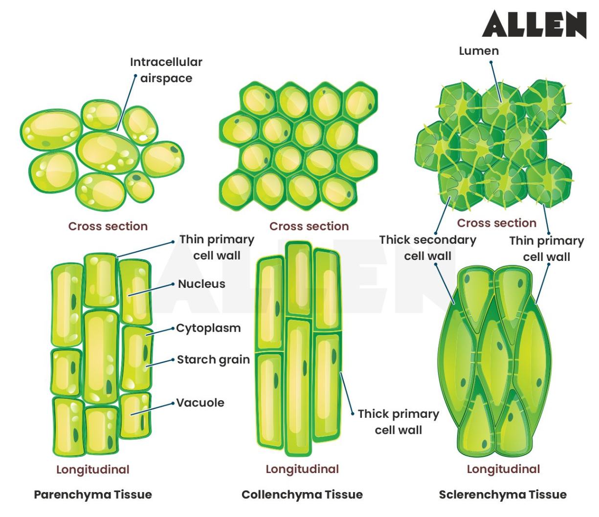 Parenchyma Tissue With Label BIO LAB PICTURES Biology 111 With H At
