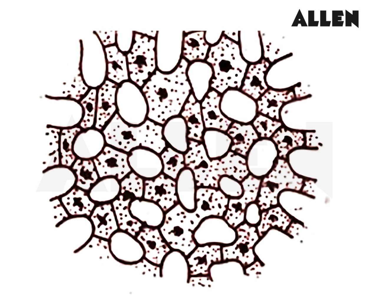 What is Parenchyma: Types, Tissues, Structure & Functions
