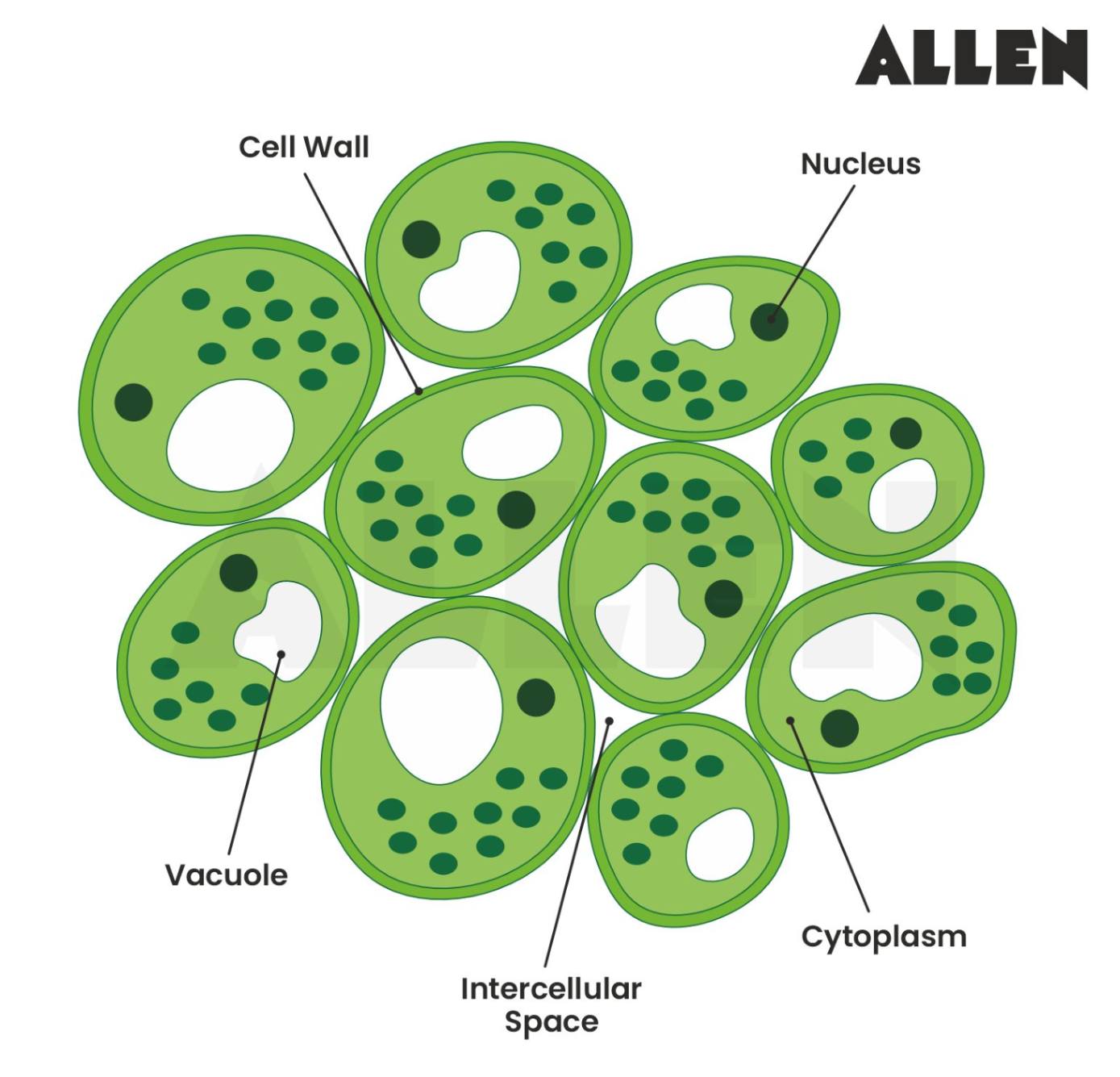 What is Parenchyma: Types, Tissues, Structure & Functions