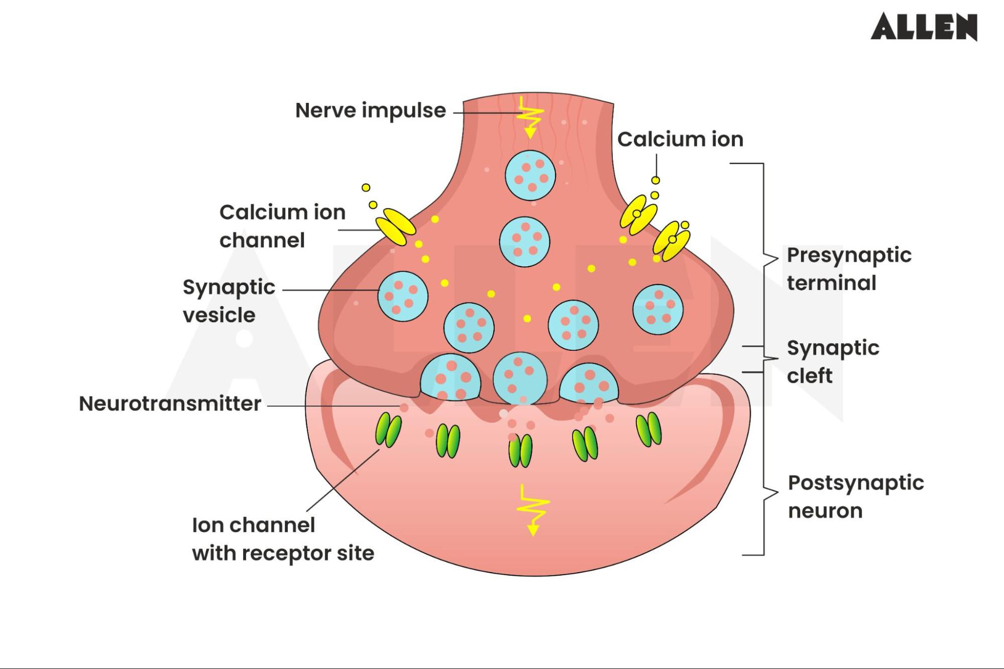 Synaptic Knob Definition Location Structure