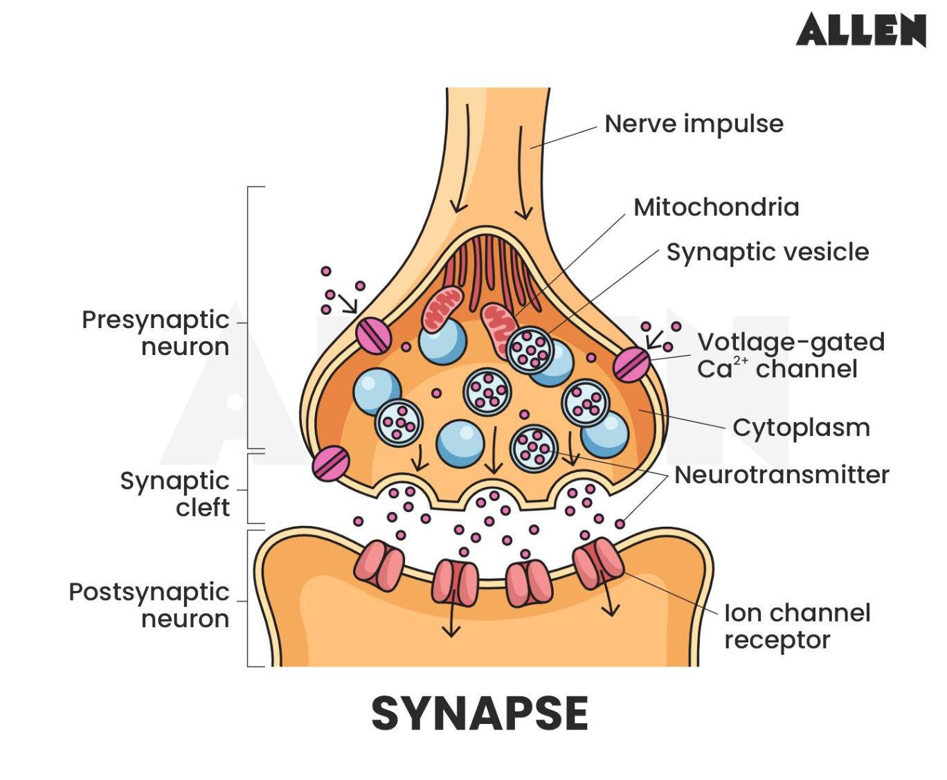 Synaptic Knob: Definition, Location, Structure