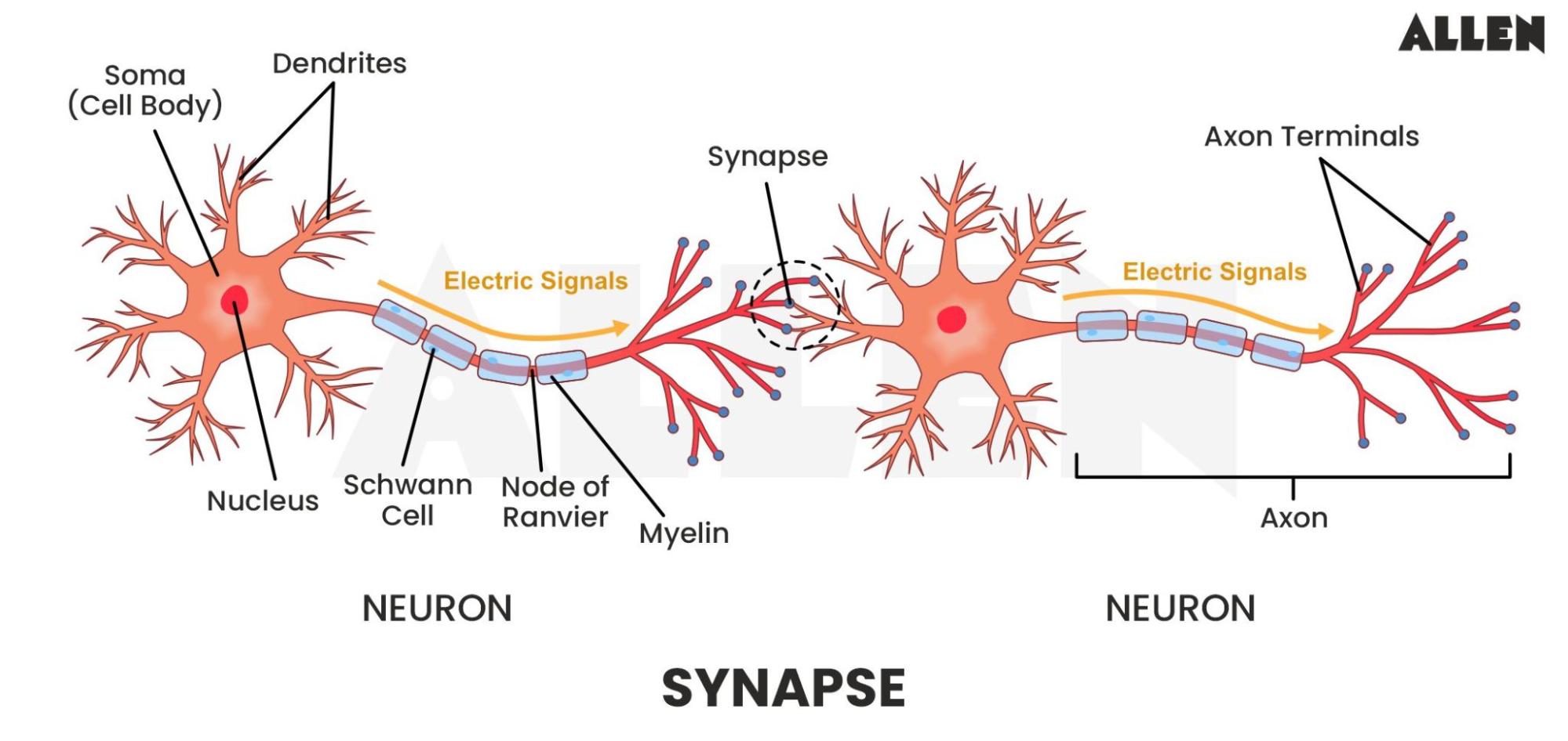 Synaptic Knob Definition Location Structure