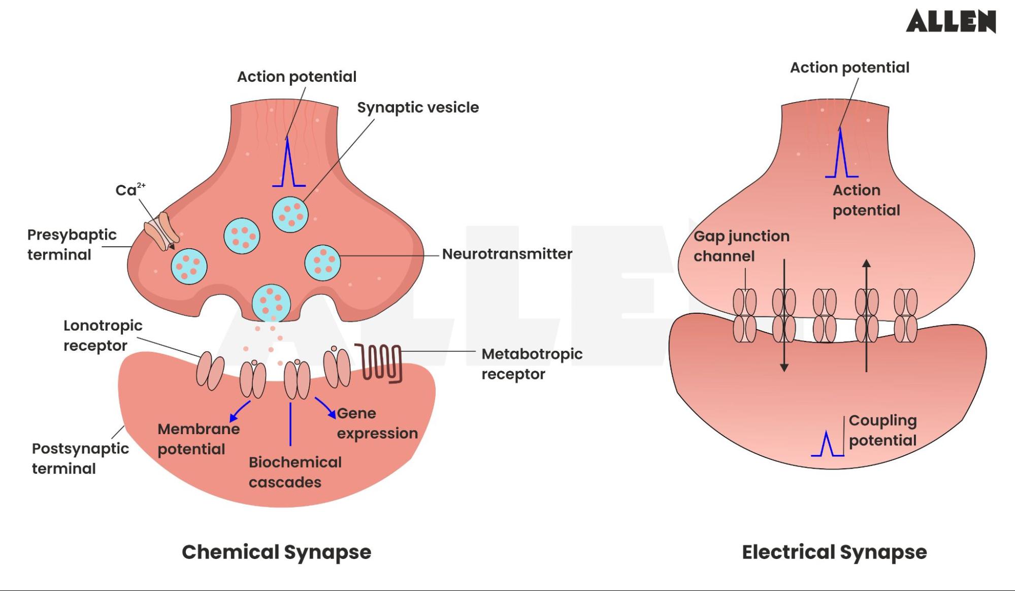 Chemical Synapse Diagram