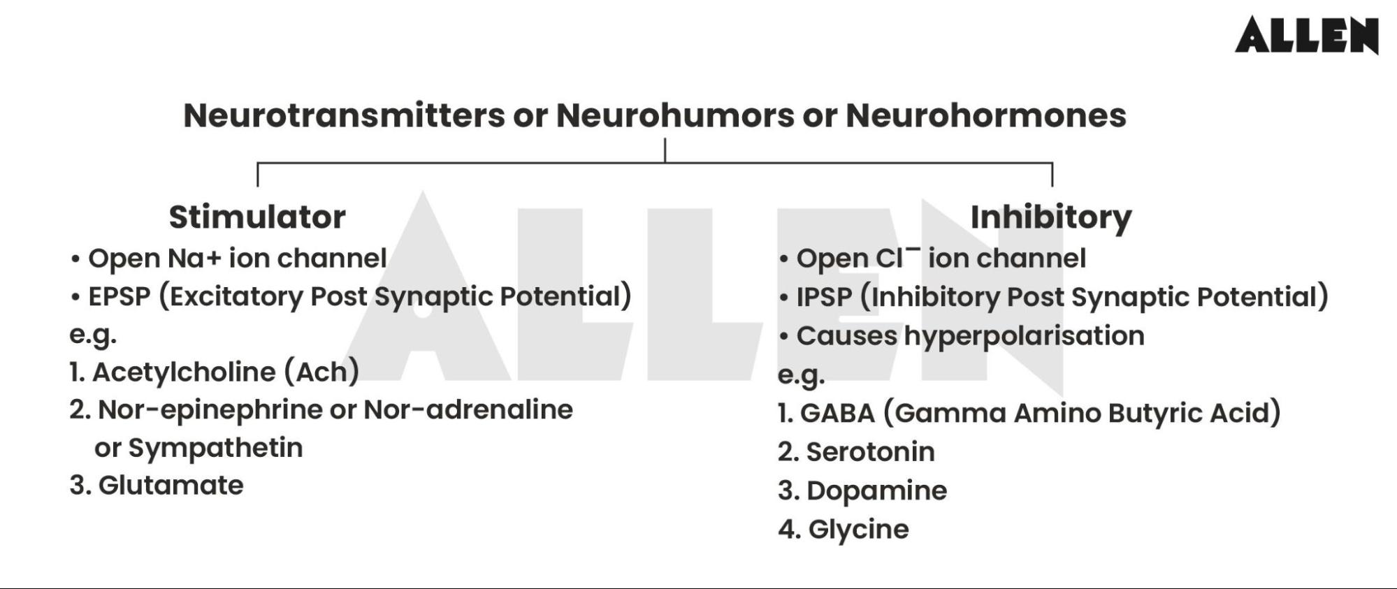 Synaptic Knob: Definition, Location, Structure