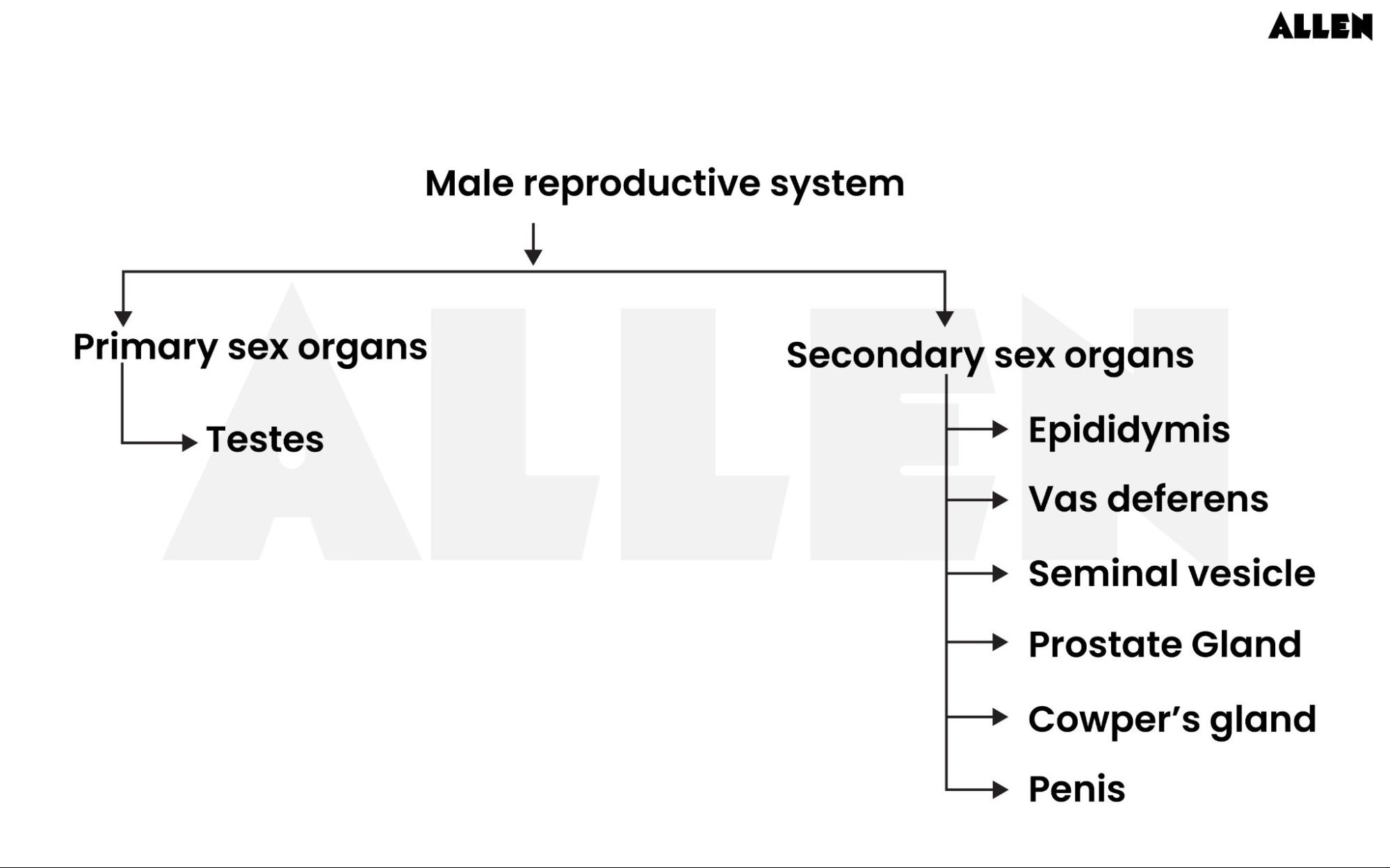 How Do Organisms Reproduce? Class 10 Chapter 7 CBSE Notes