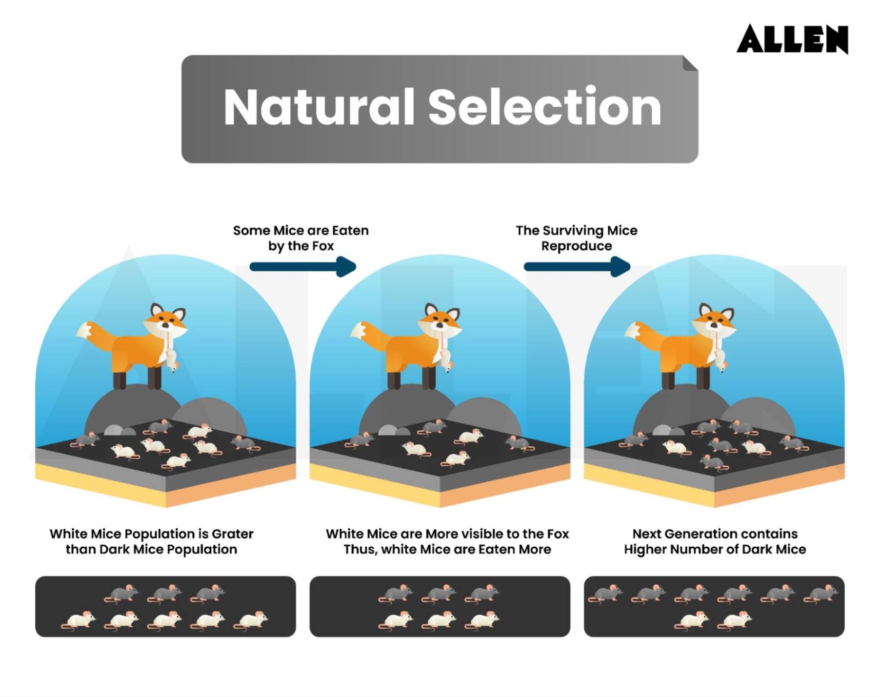 CBSE Notes for Class 10 Science Chapter 8 - Heredity