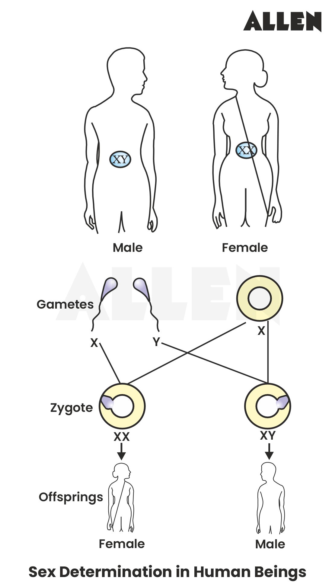 CBSE Notes for Class 10 Science Chapter 8 - Heredity