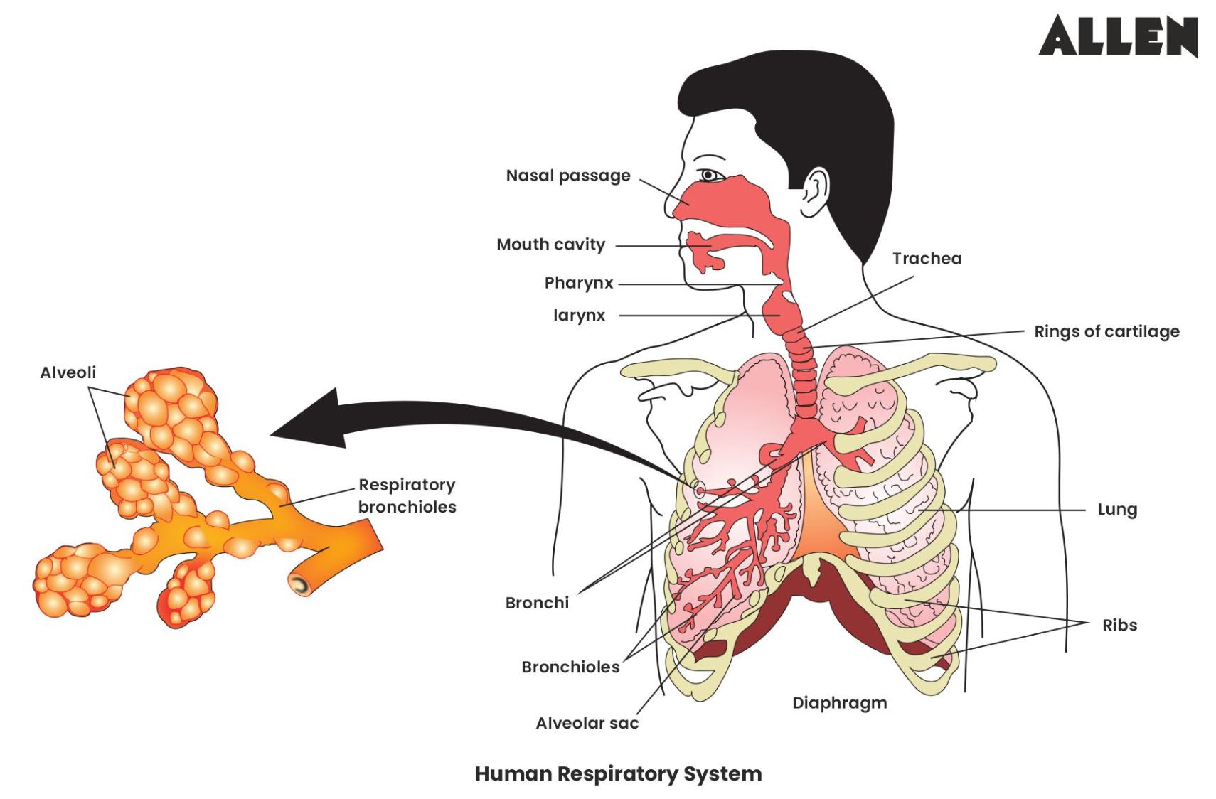 Life Processes - Class 10 Chapter 5 CBSE Notes