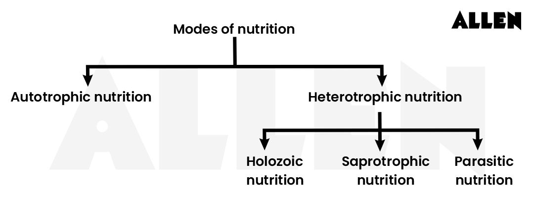 Life Processes - Class 10 Chapter 5 CBSE Notes