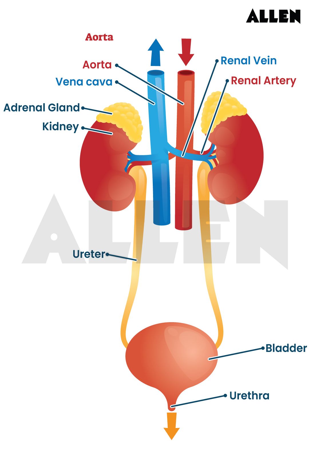 Life Processes - Class 10 Chapter 5 CBSE Notes