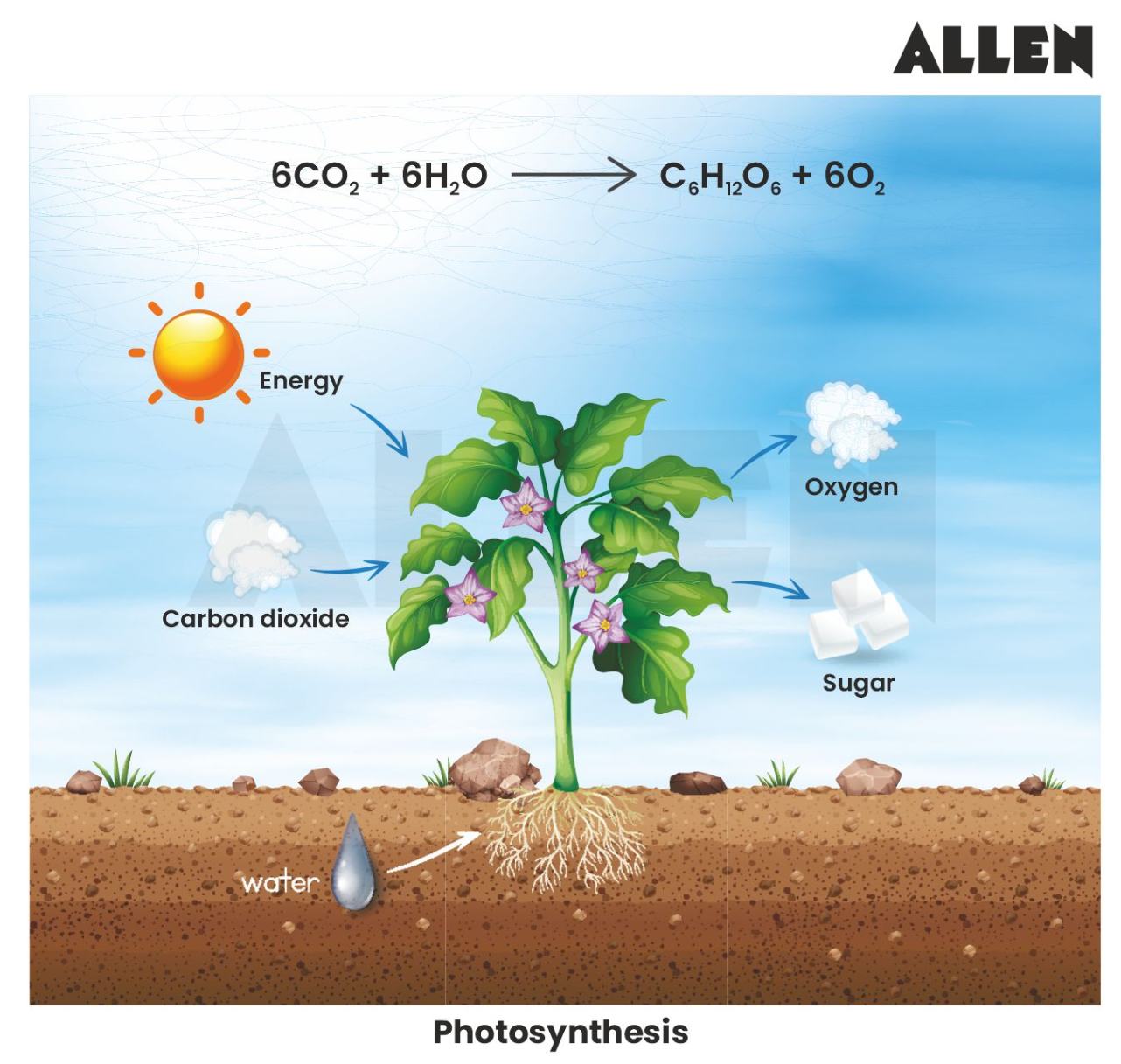 CBSE Notes for Class 7 Science Chapter 1 – Nutrition in Plants