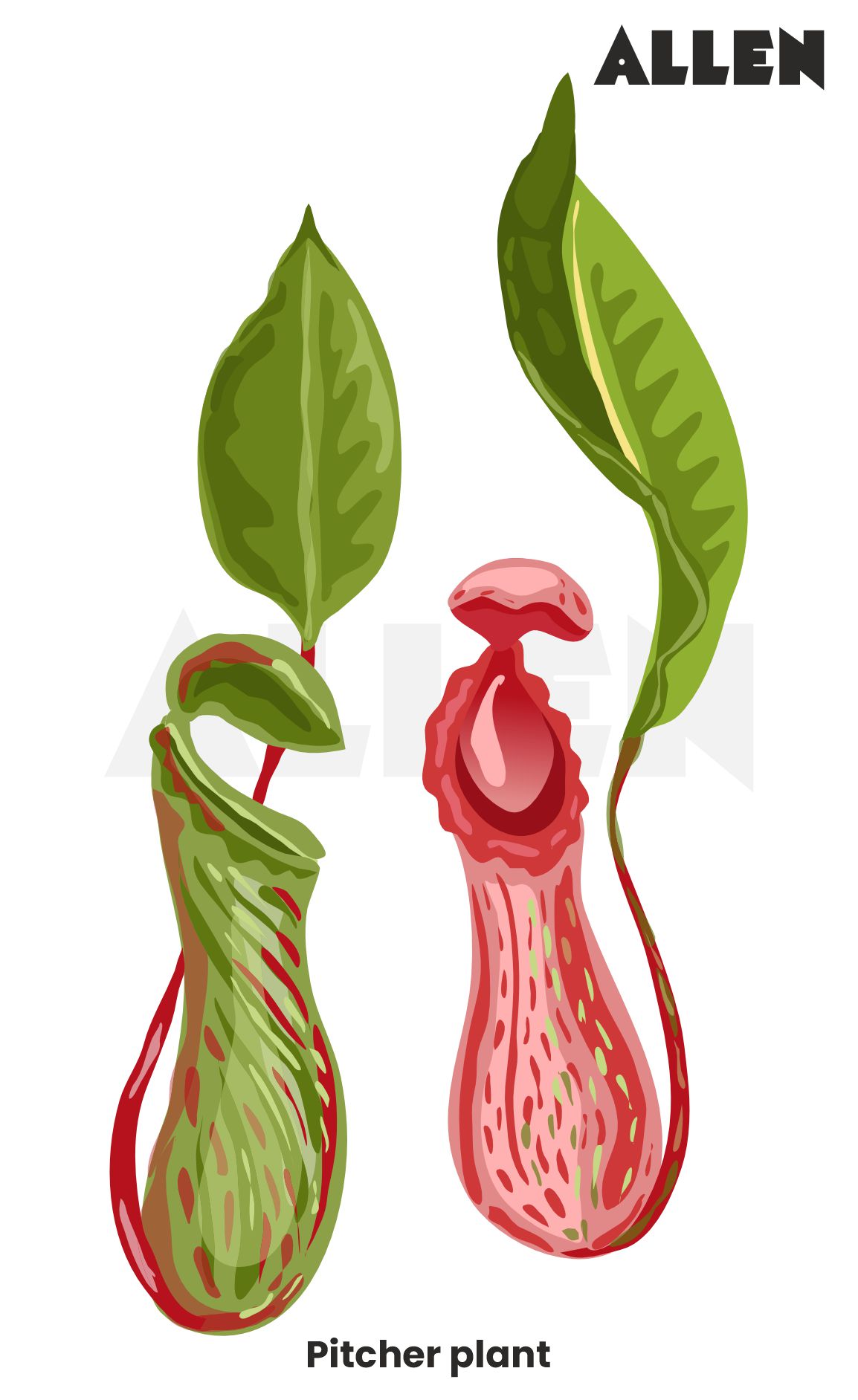 CBSE Notes for Class 7 Science Chapter 1 – Nutrition in Plants