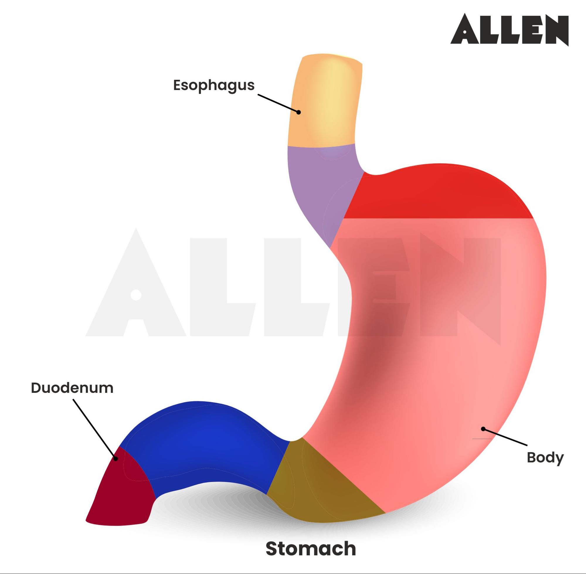 CBSE Notes for Class 7 Science Chapter 2 – Nutrition in Animals