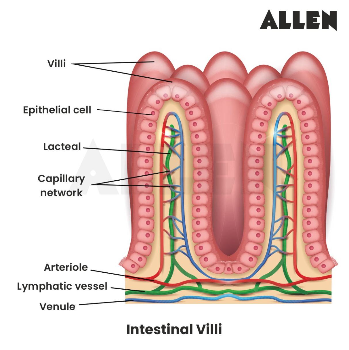 CBSE Notes for Class 7 Science Chapter 2 – Nutrition in Animals