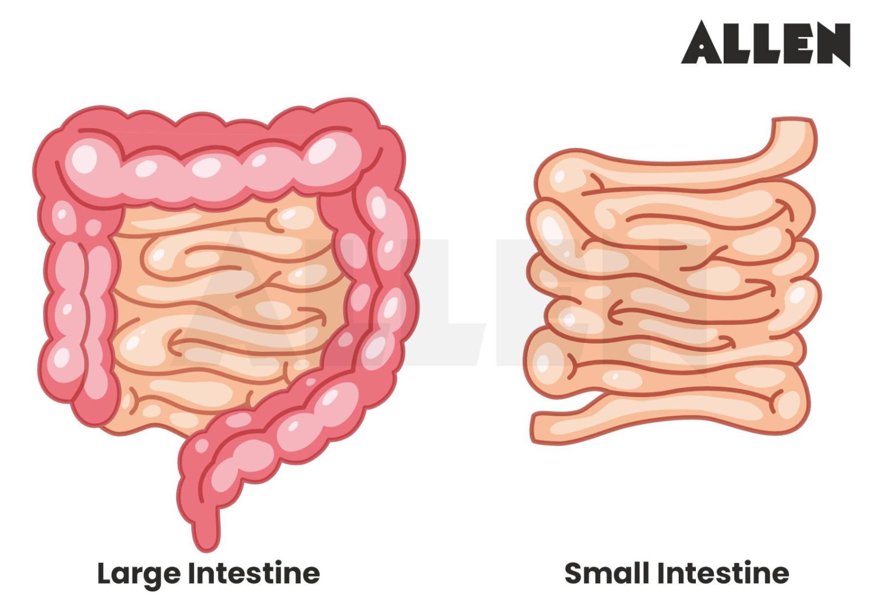 CBSE Notes for Class 7 Science Chapter 2 – Nutrition in Animals
