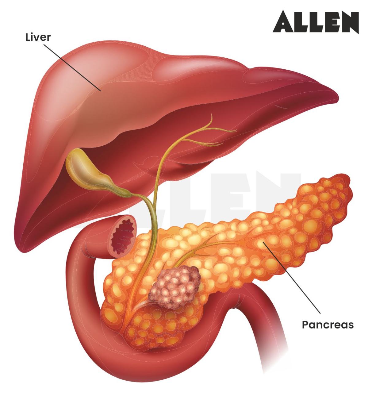CBSE Notes for Class 7 Science Chapter 2 – Nutrition in Animals