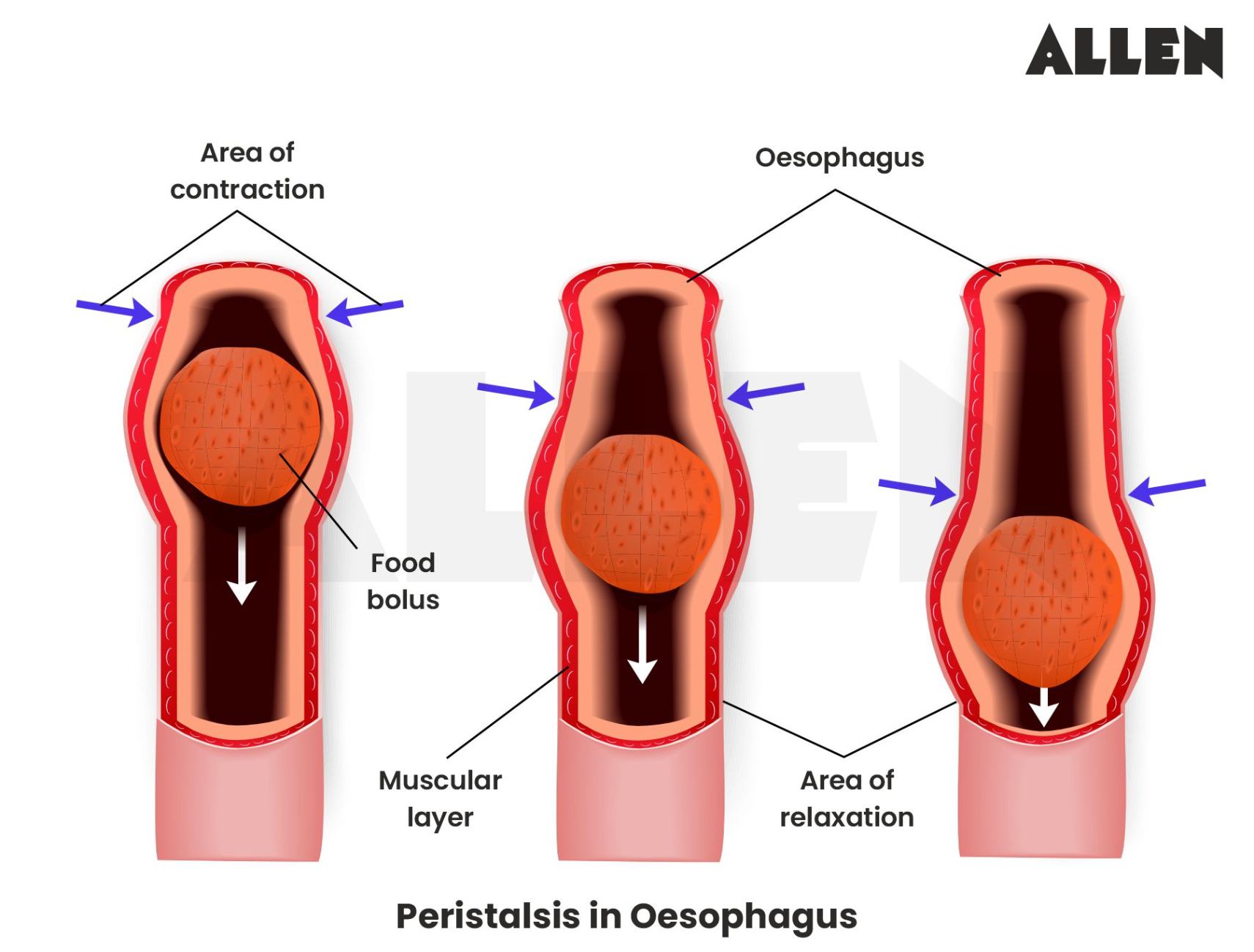 CBSE Notes for Class 7 Science Chapter 2 – Nutrition in Animals