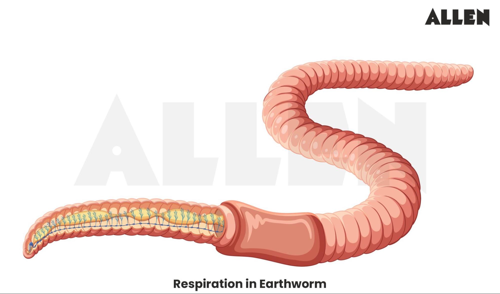CBSE Notes for Class 7 Science Chapter 6 – Respiration in Organisms