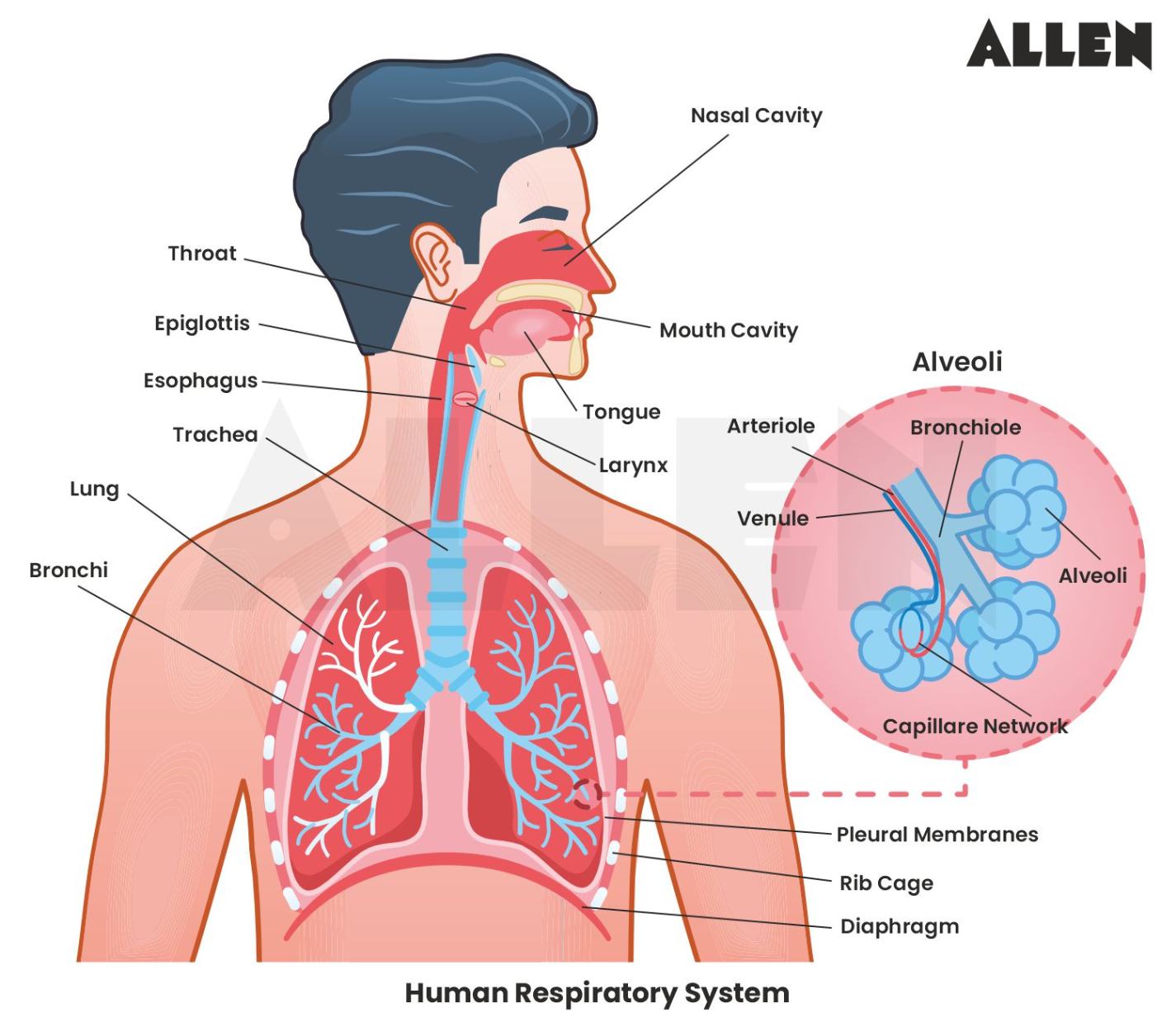 CBSE Notes for Class 7 Science Chapter 6 – Respiration in Organisms