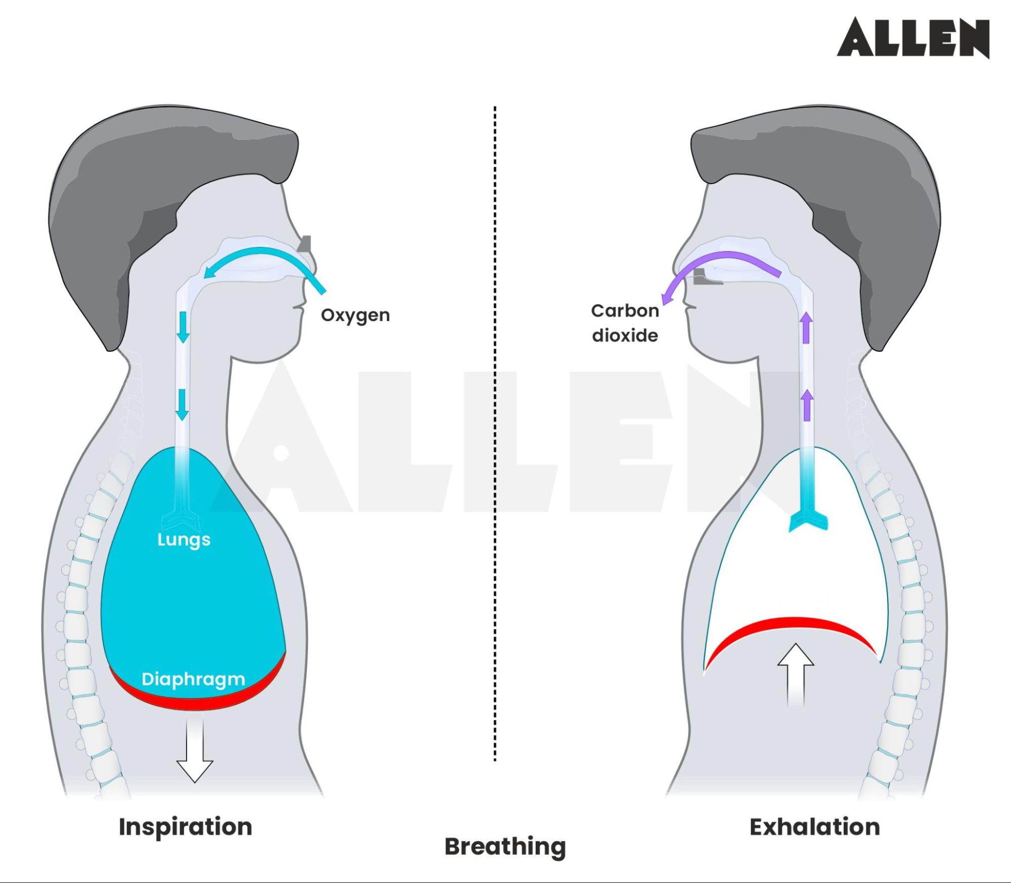 CBSE Notes for Class 7 Science Chapter 6 – Respiration in Organisms
