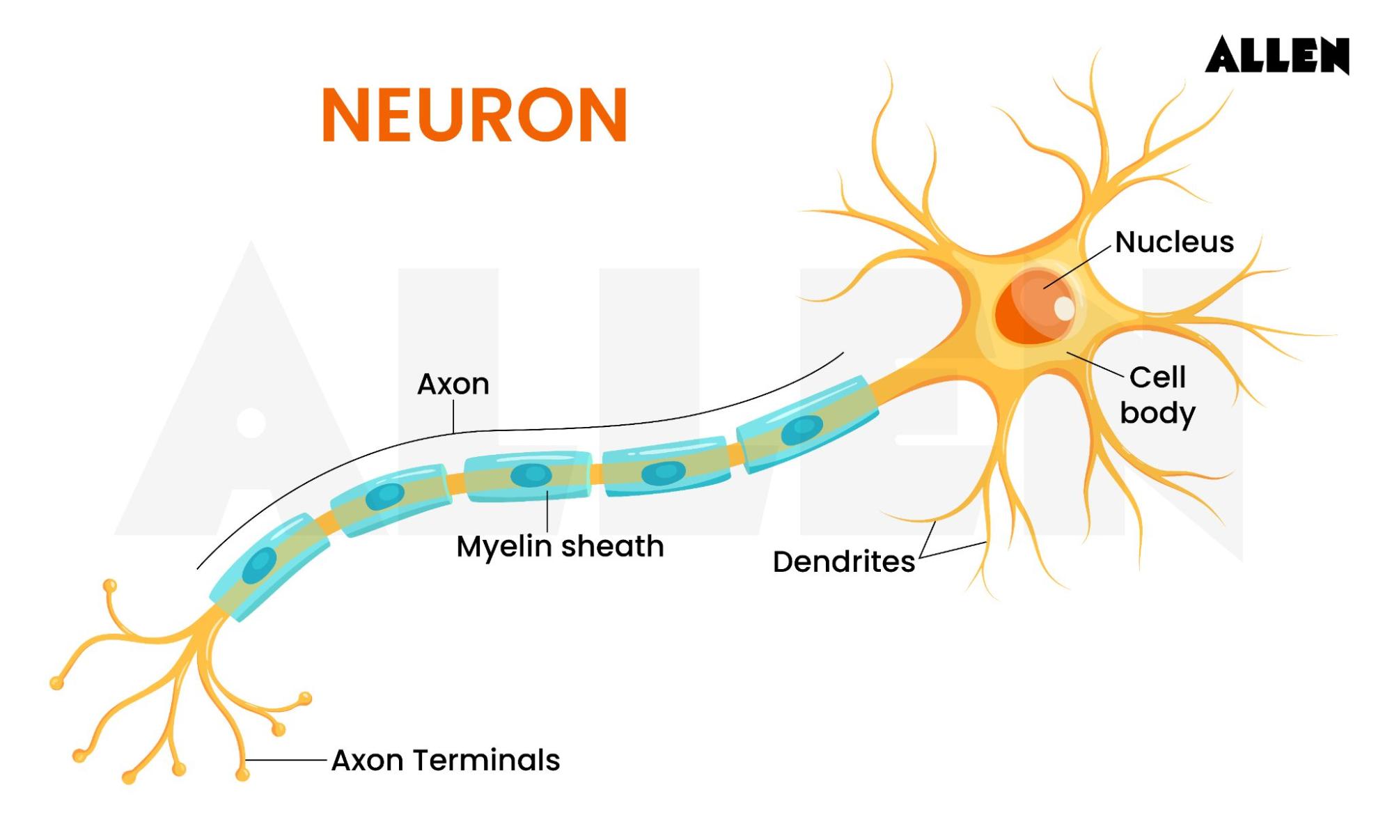Understand Control and Coordination in Living Organisms