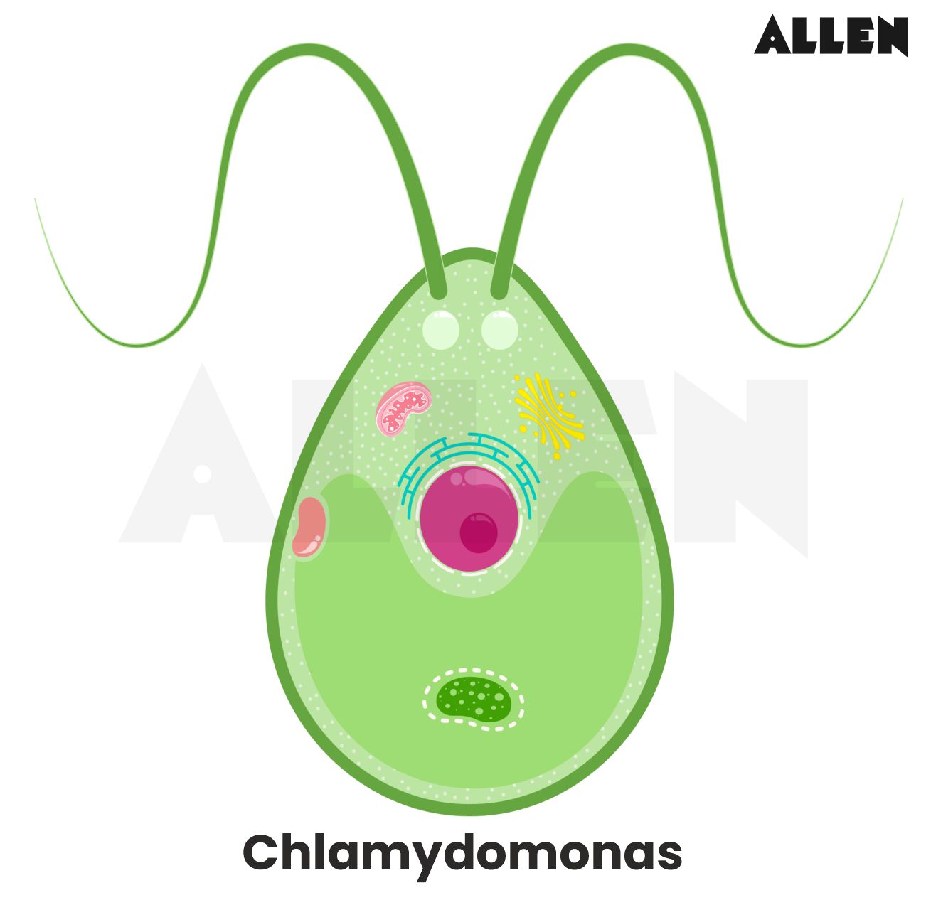 CBSE Notes for Class 8 Science Chapter 2 – Microorganisms: Friends and Foes